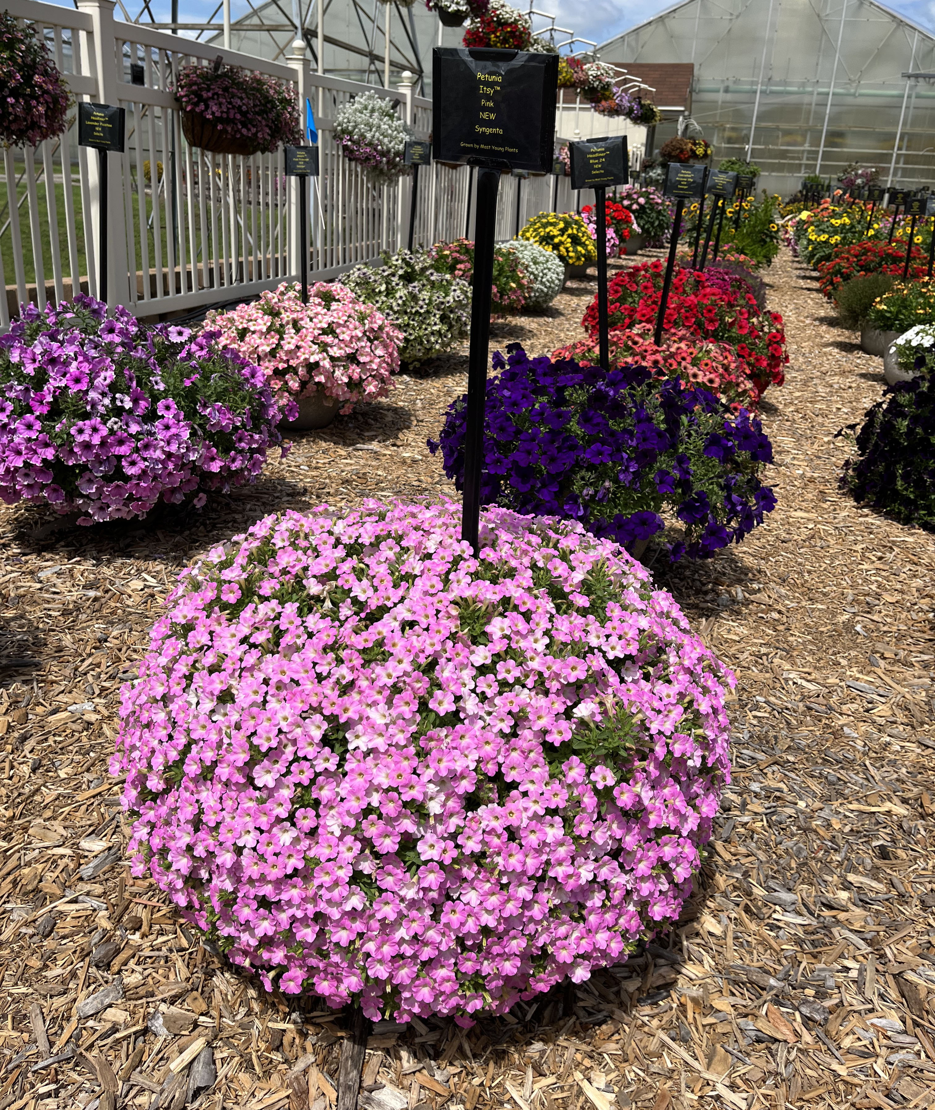 Creating captivating containers - Floriculture & Greenhouse Crop Production