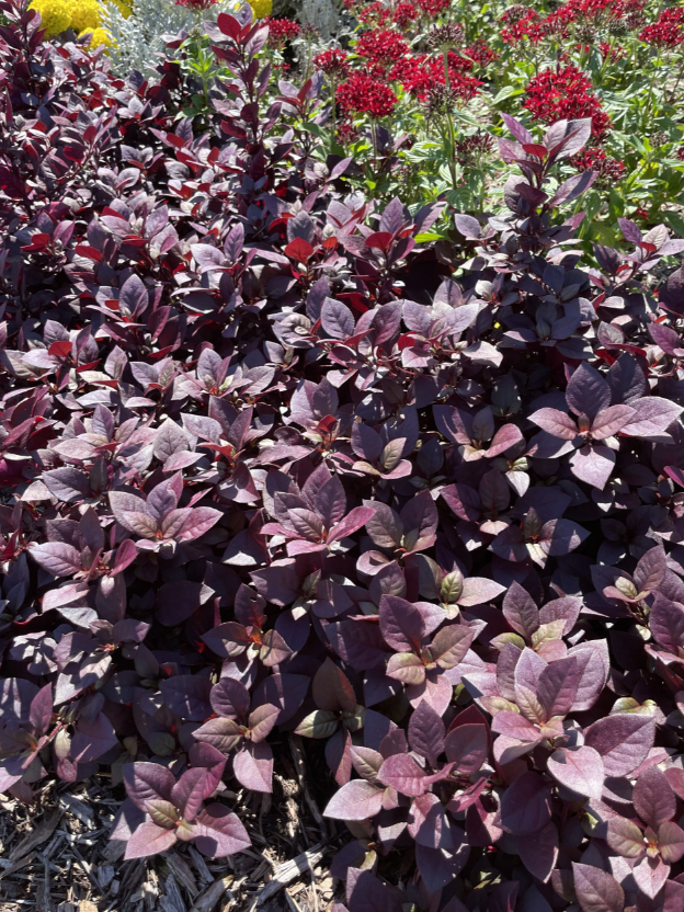 Featured Four: Favorites from Raker-Roberta's Young Plants ...