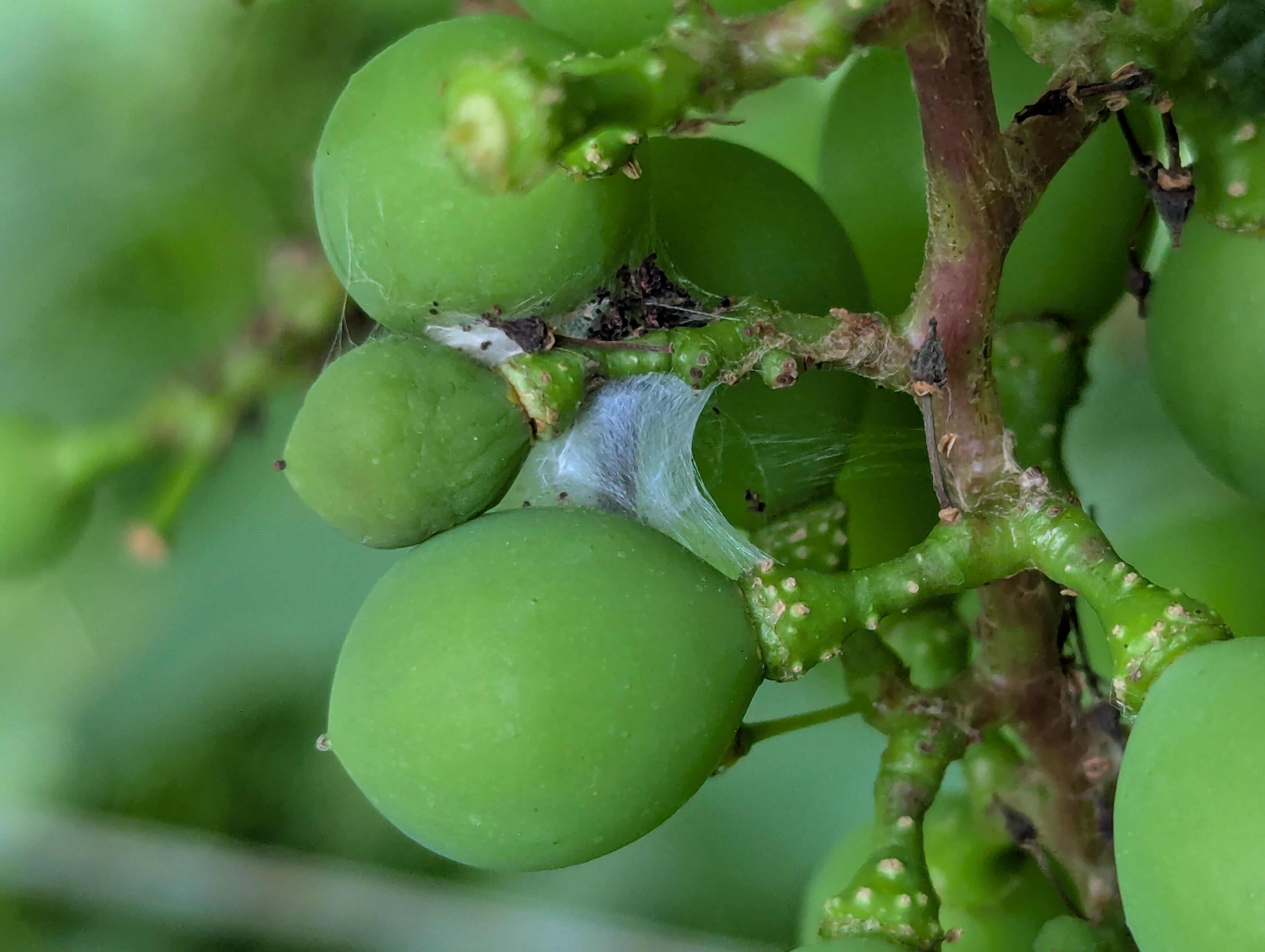 Michigan grape scouting report – July 2, 2025 - Grapes