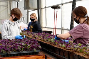 Greenhouse Airborne Disease/COVID-19 Resources - Greenhouse Airborne ...