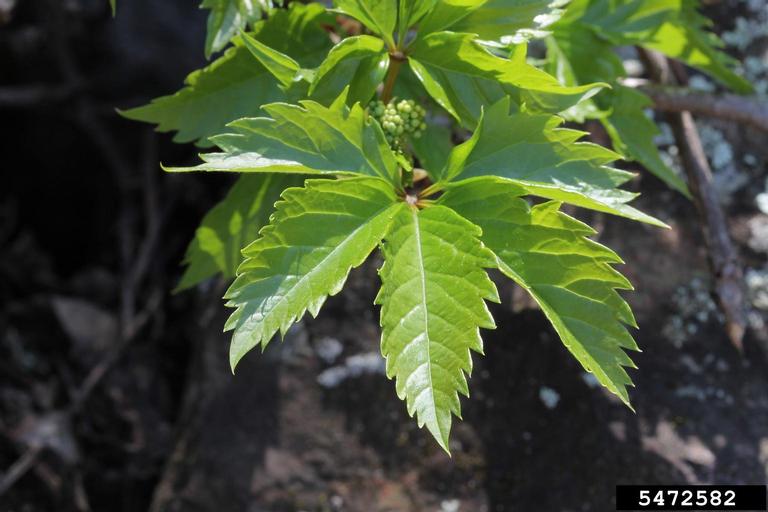 Don’t touch! How to identify and manage poison ivy in Christmas tree ...