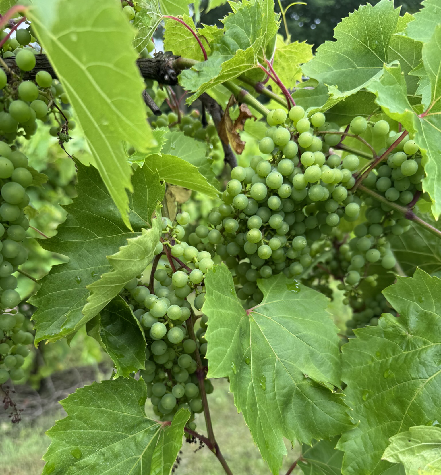Michigan grape scouting report – July 16, 2025 - Grapes