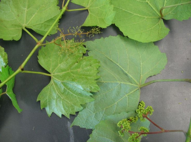 Michigan grape scouting report – June 4, 2025 - Grapes