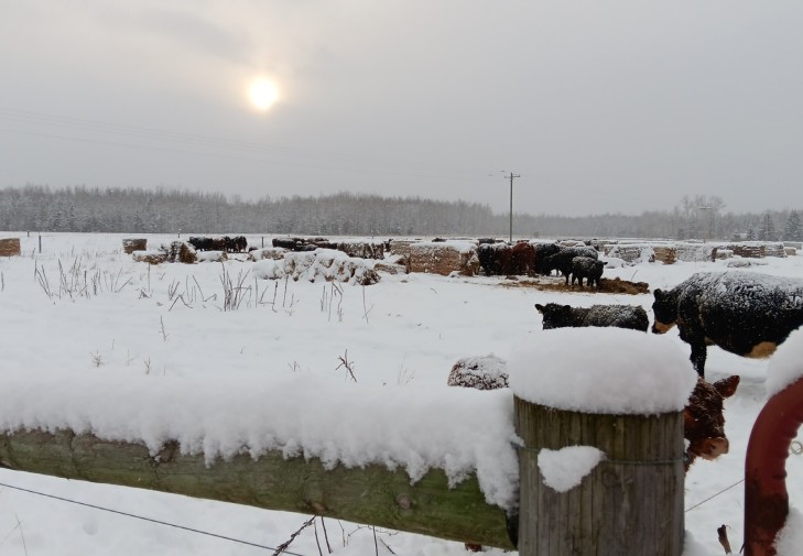 Winter Bale Grazing in Michigan and the Great Lakes Region - Beef