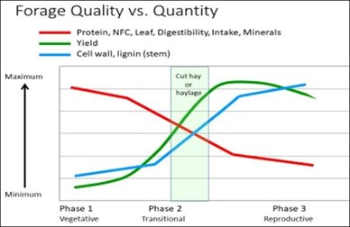 The first cutting of hay should be your first priority for dairy ...