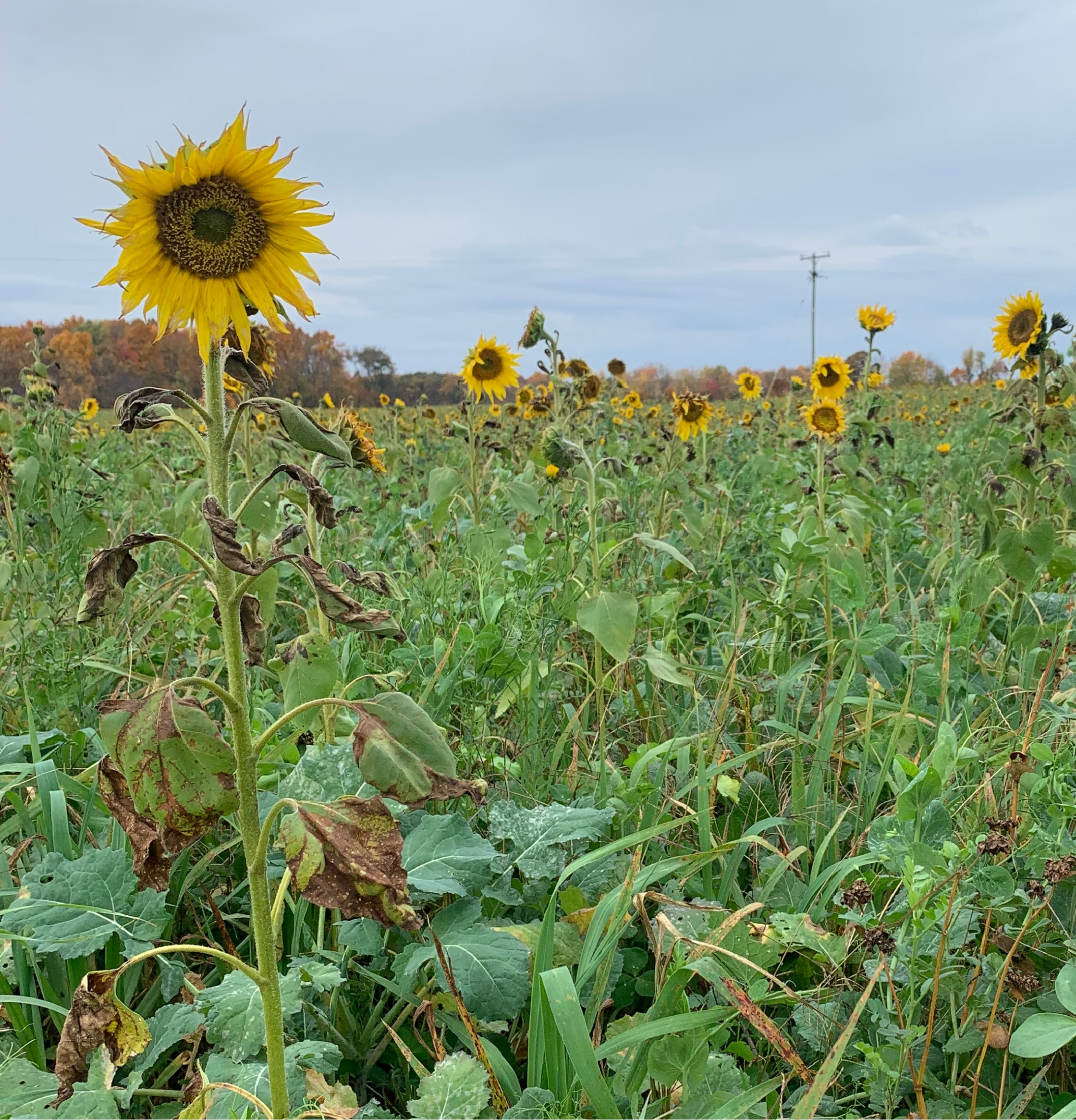 The Michigan Cover Crop Selector Tool has been updated - Cover Crops