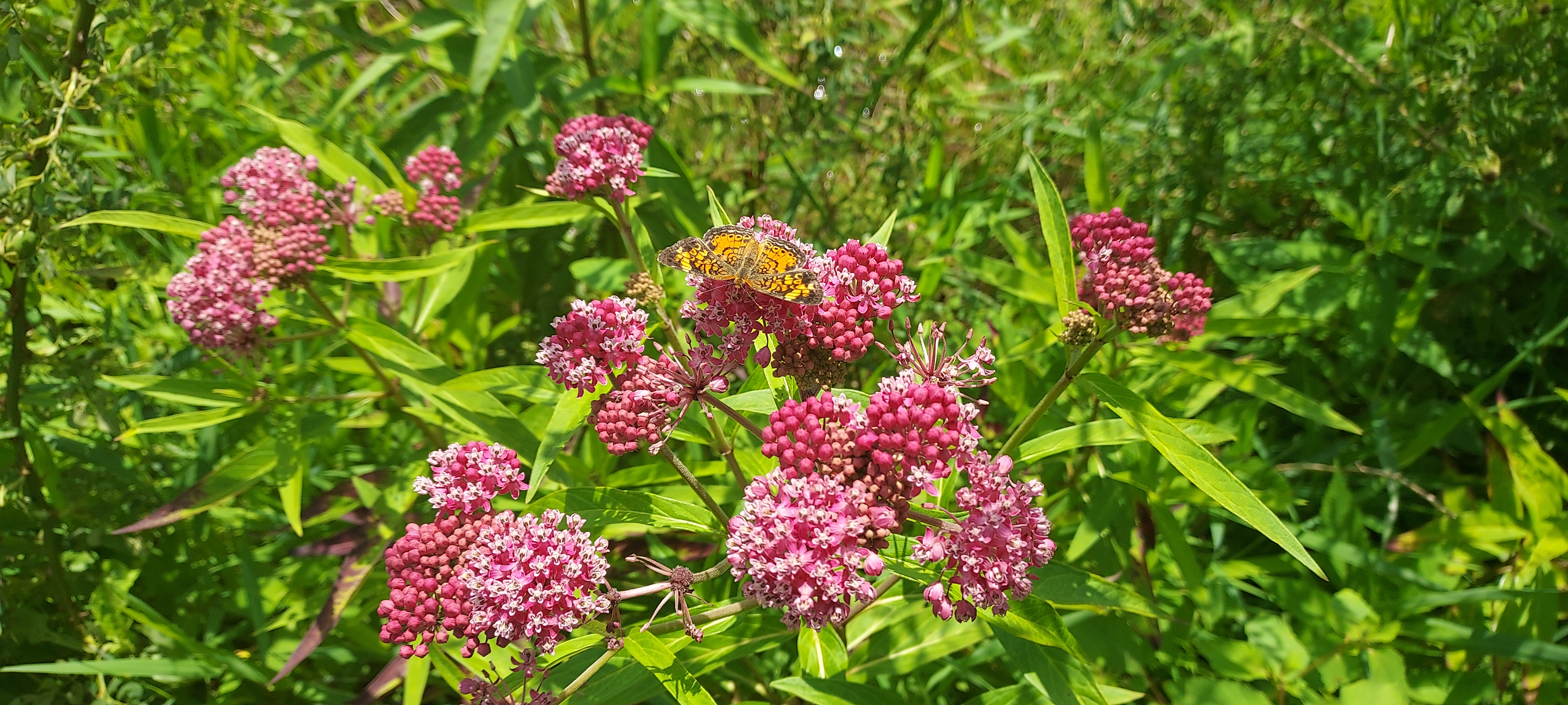 Wildflowers and native plants: What’s the difference? - Gardening in ...
