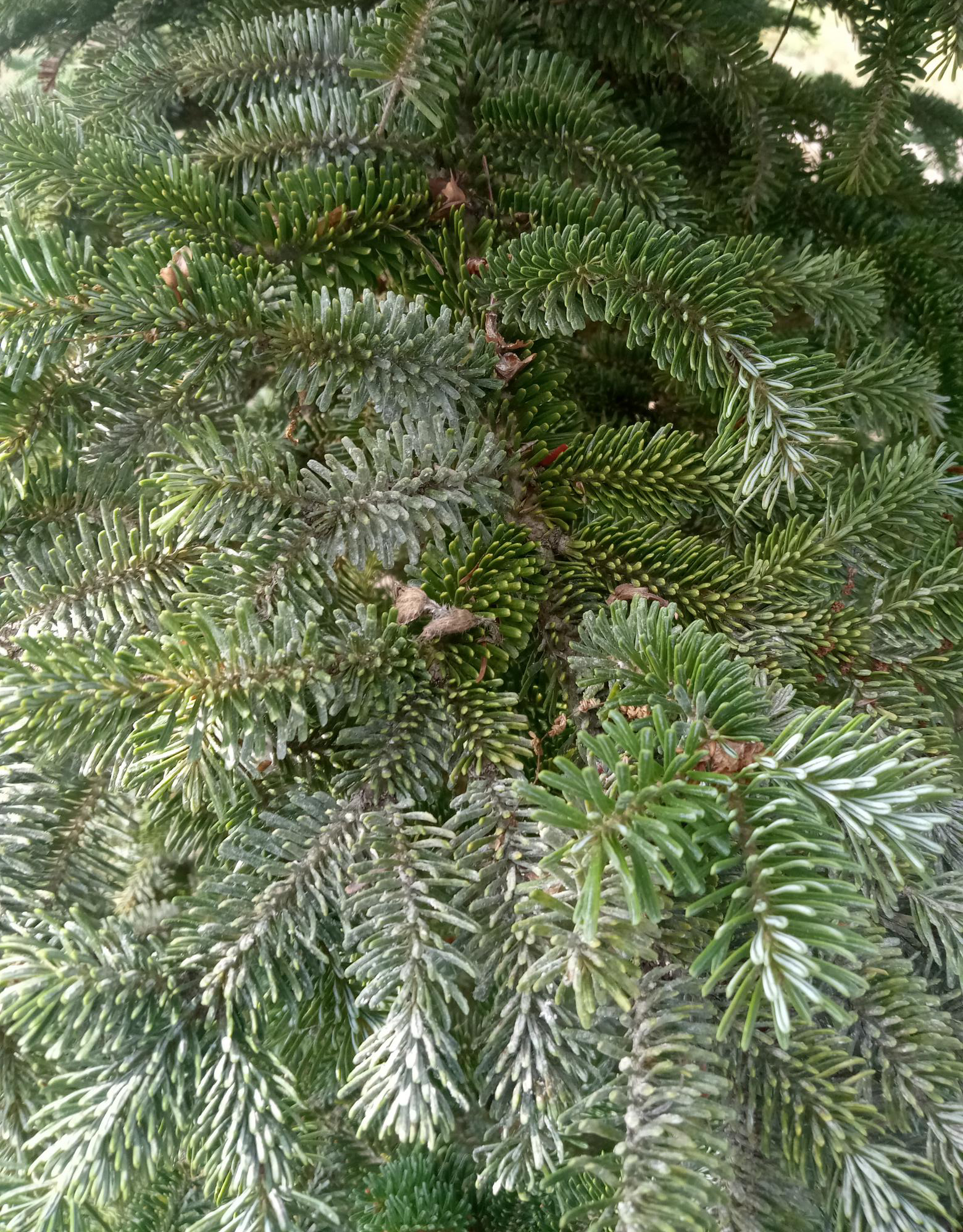 Recent detection of scale species on fir trees in Michigan Christmas ...