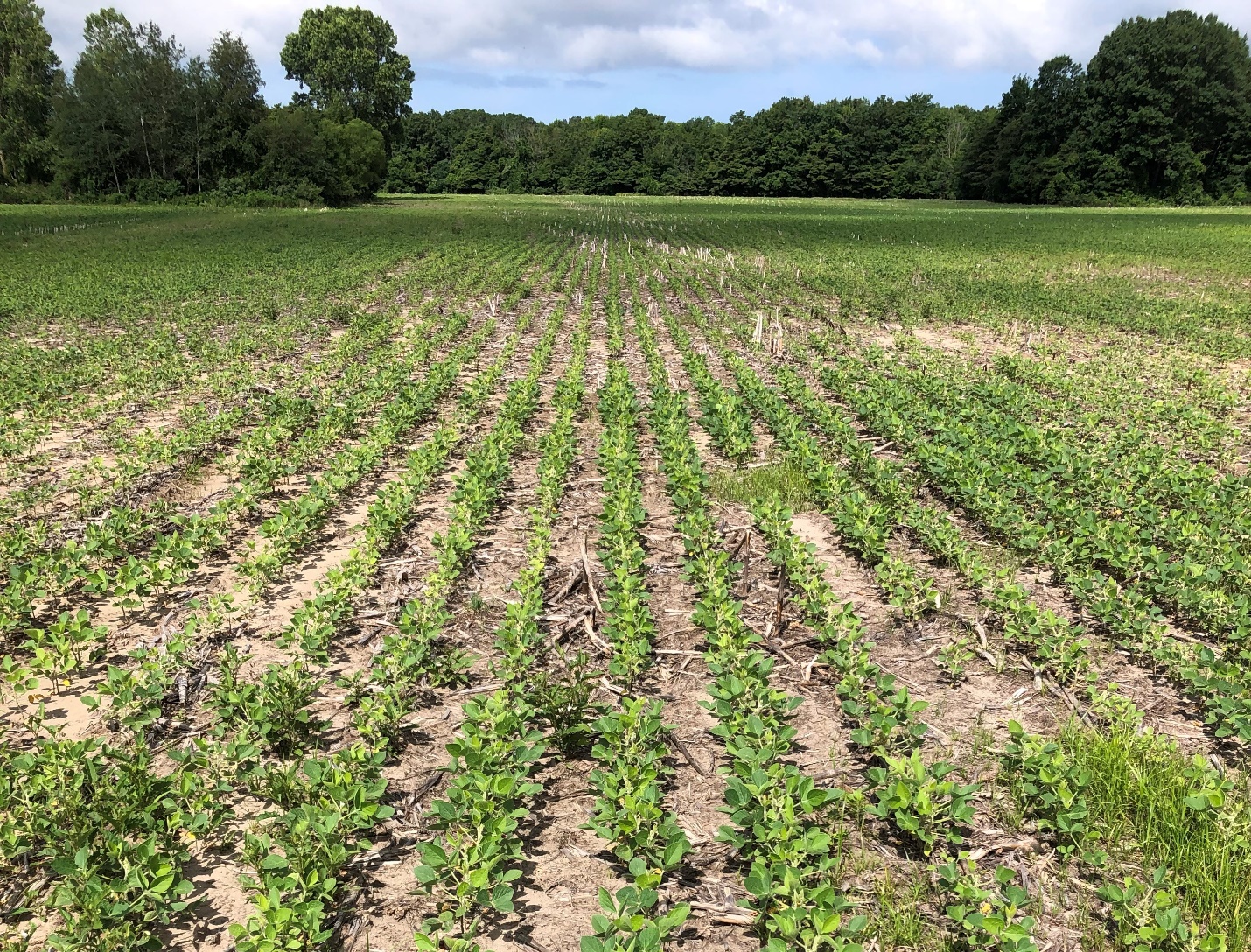 Diagnosing early-season problems in soybeans - Soybeans
