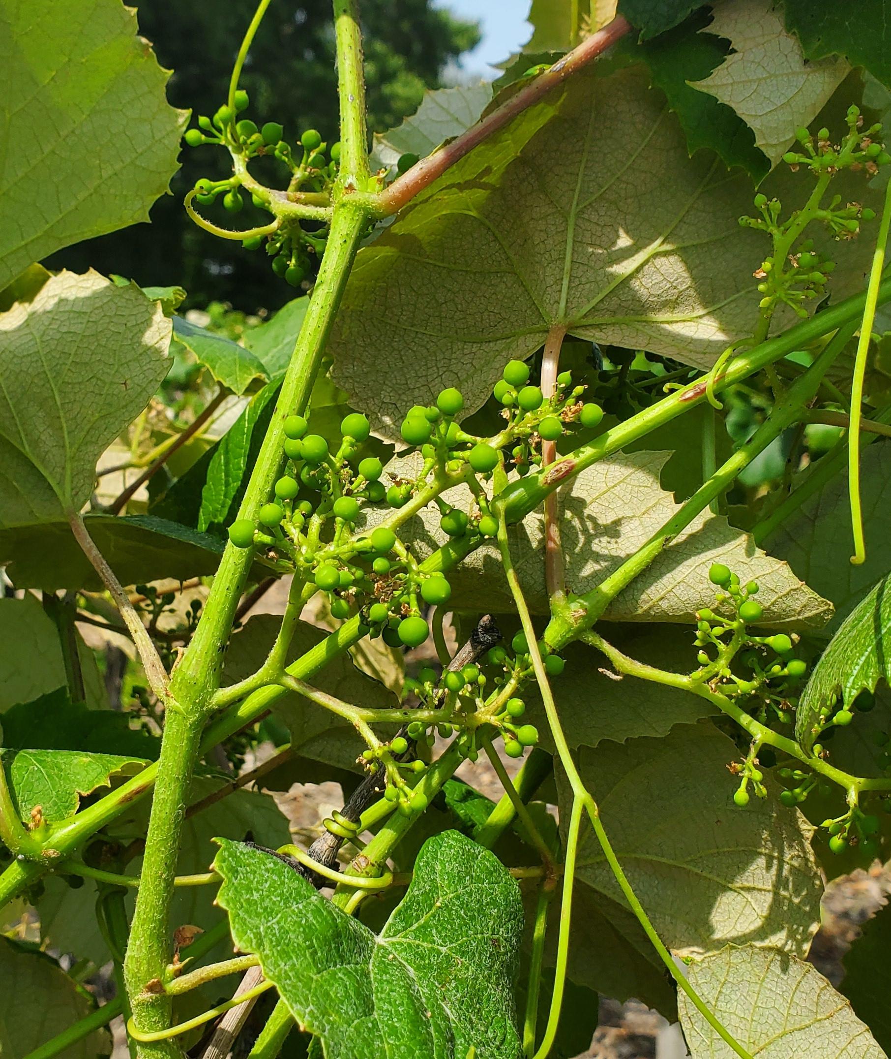 Southwest Michigan fruit update – June 20, 2023 - Fruit & Nuts