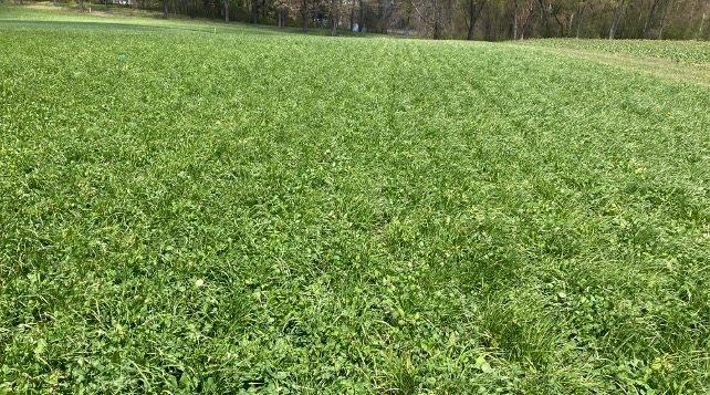 Cover crops after wheat harvest – five reliable options - Field Crops