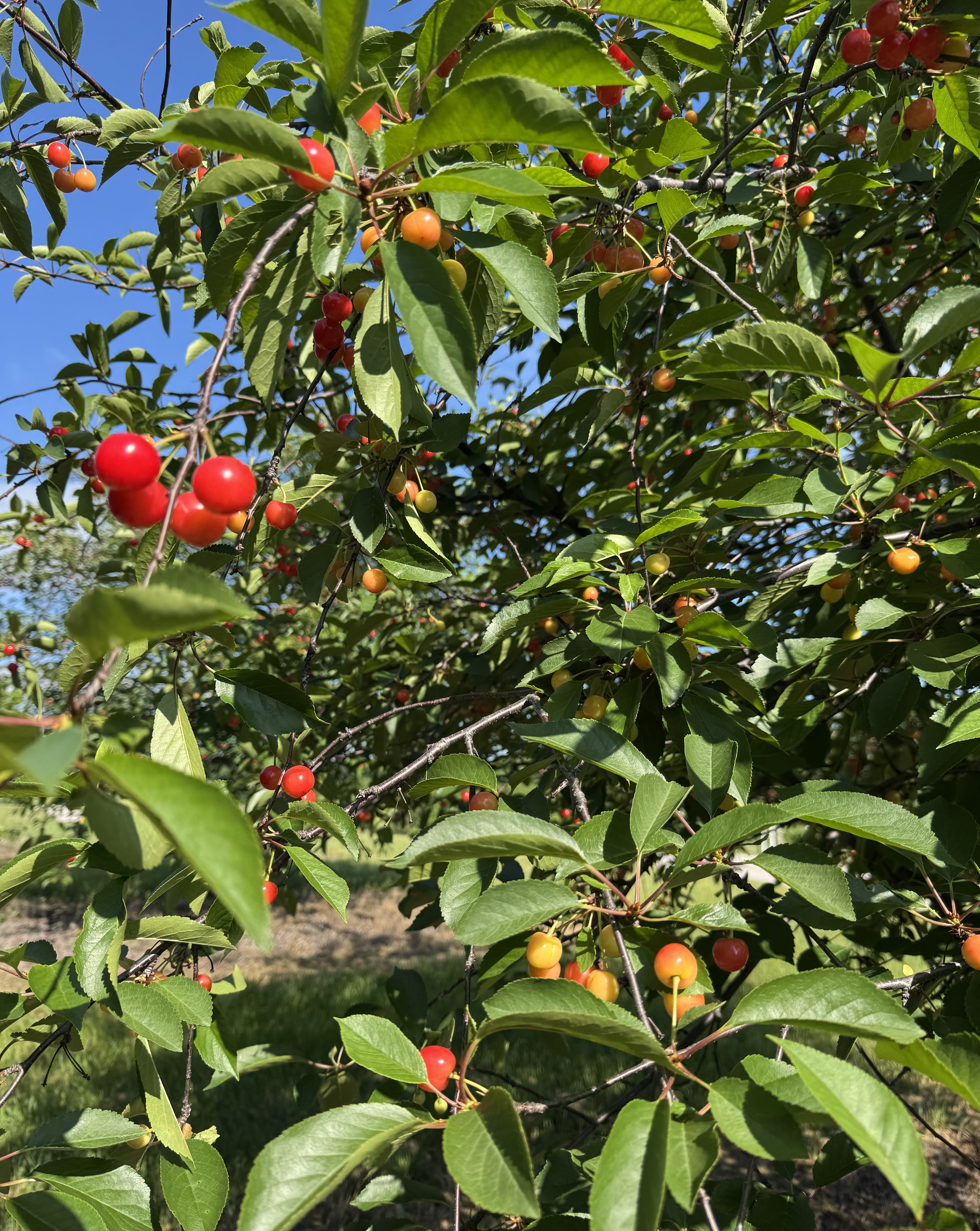 Northwest Michigan fruit update – July 1, 2025 - Fruit & Nuts