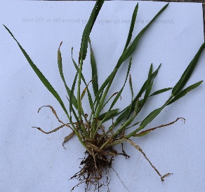 Winter Wheat Staging and Management Guide - Wheat