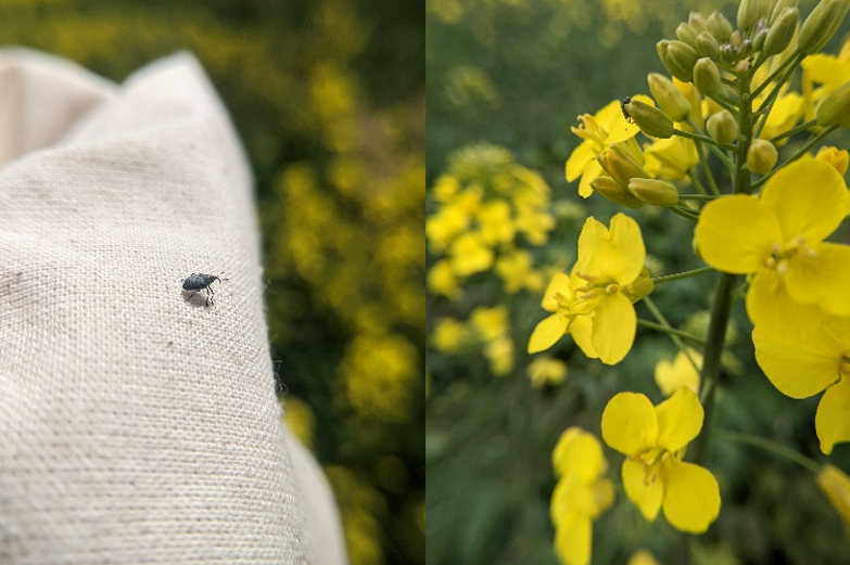 Michigan canola crop hits flowering - Field Crops