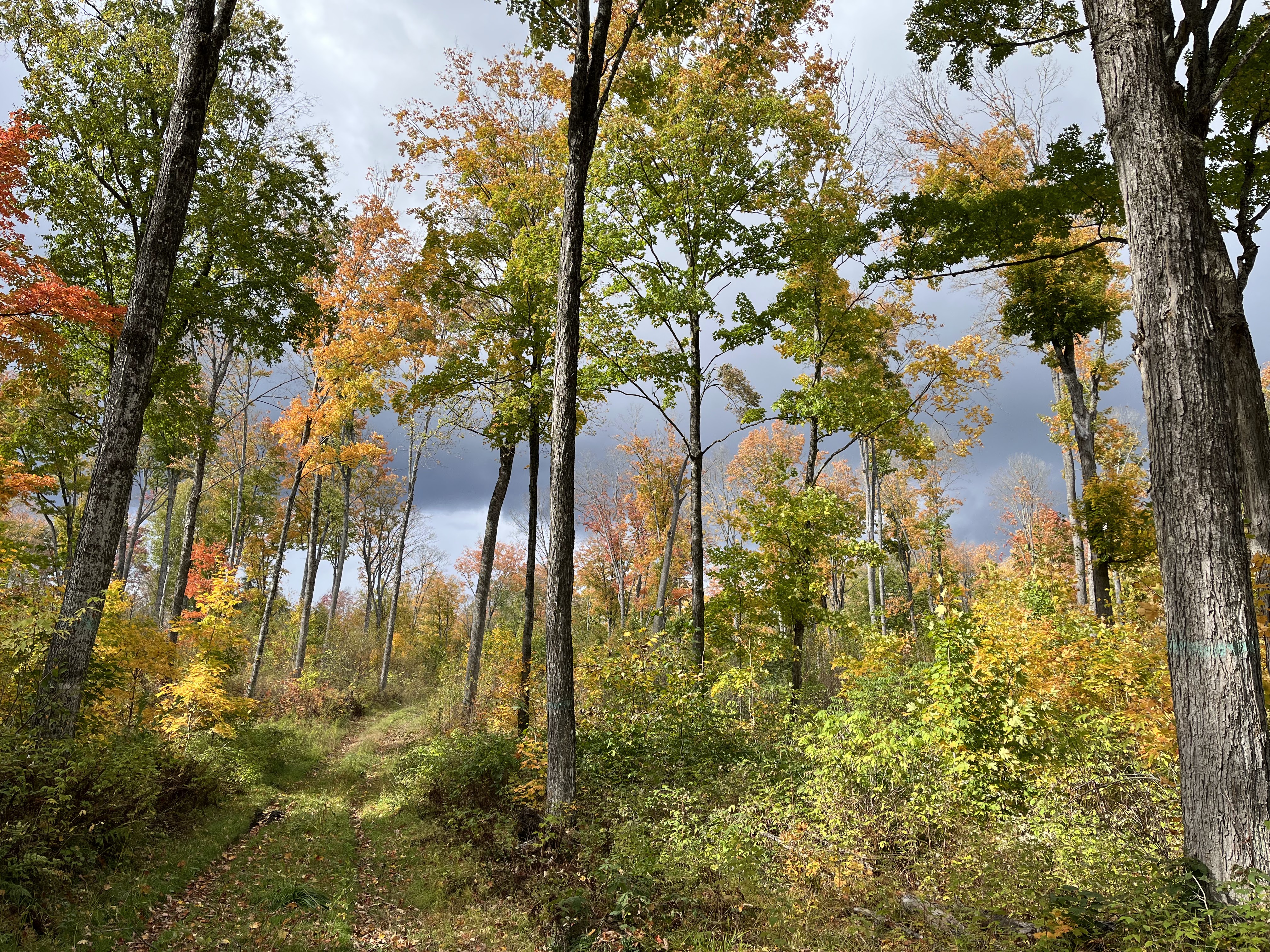 Northern hardwoods study wraps up sixth growing season since harvest, 6 ...