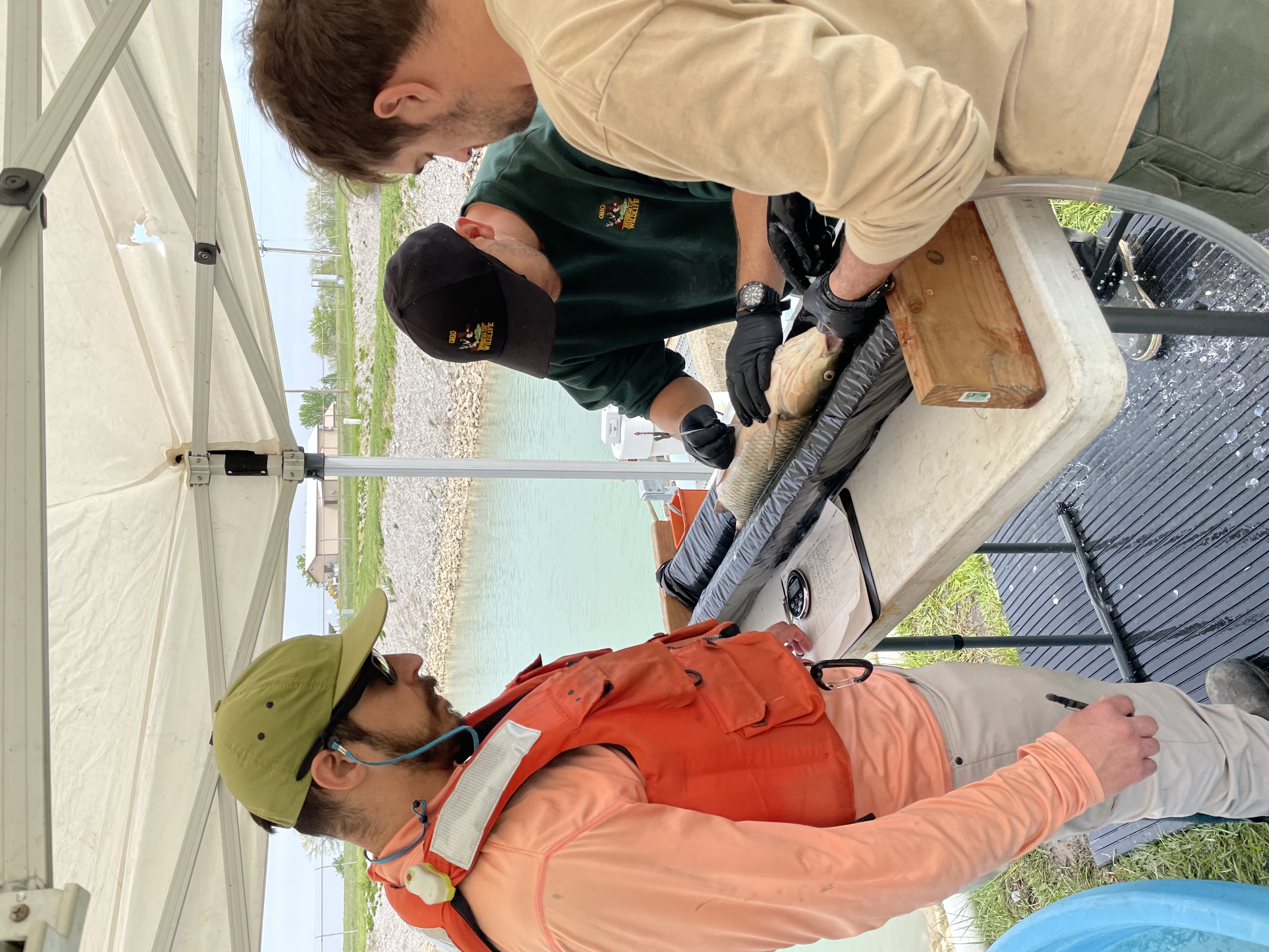 MSU-led research helps safeguard the Great Lakes from invasive grass ...