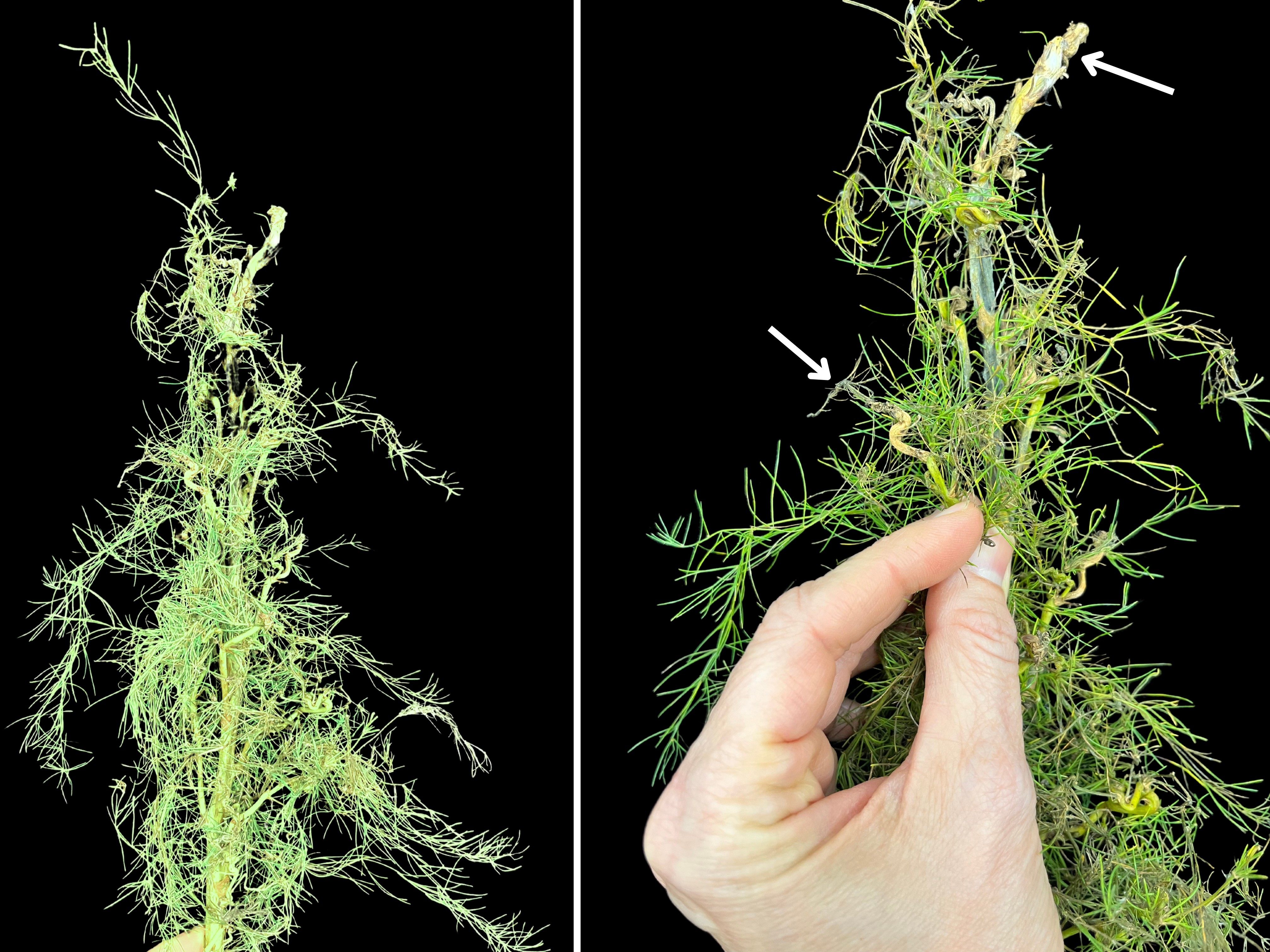 Auxin herbicide injury in asparagus creates twists and turns - Vegetables