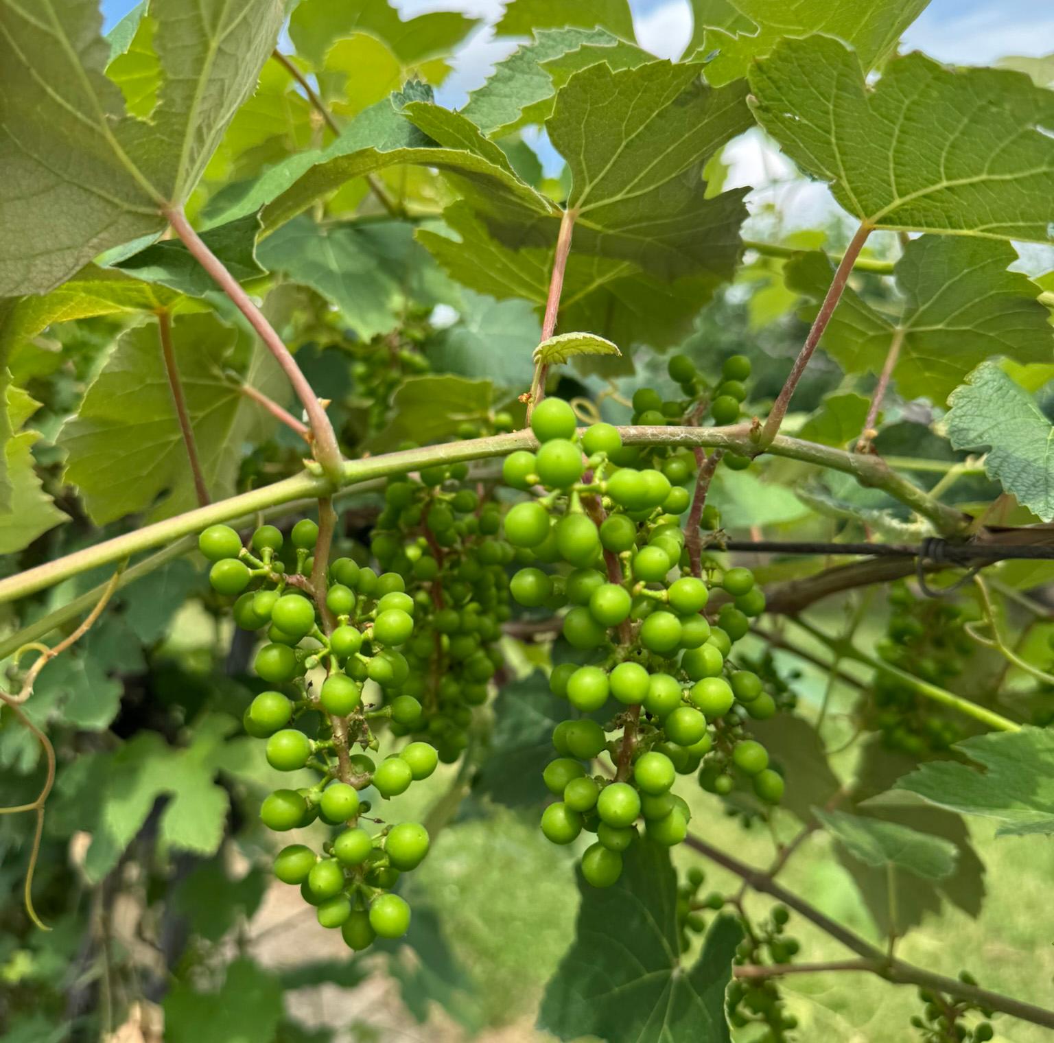Michigan grape scouting report – July 2, 2025 - Grapes