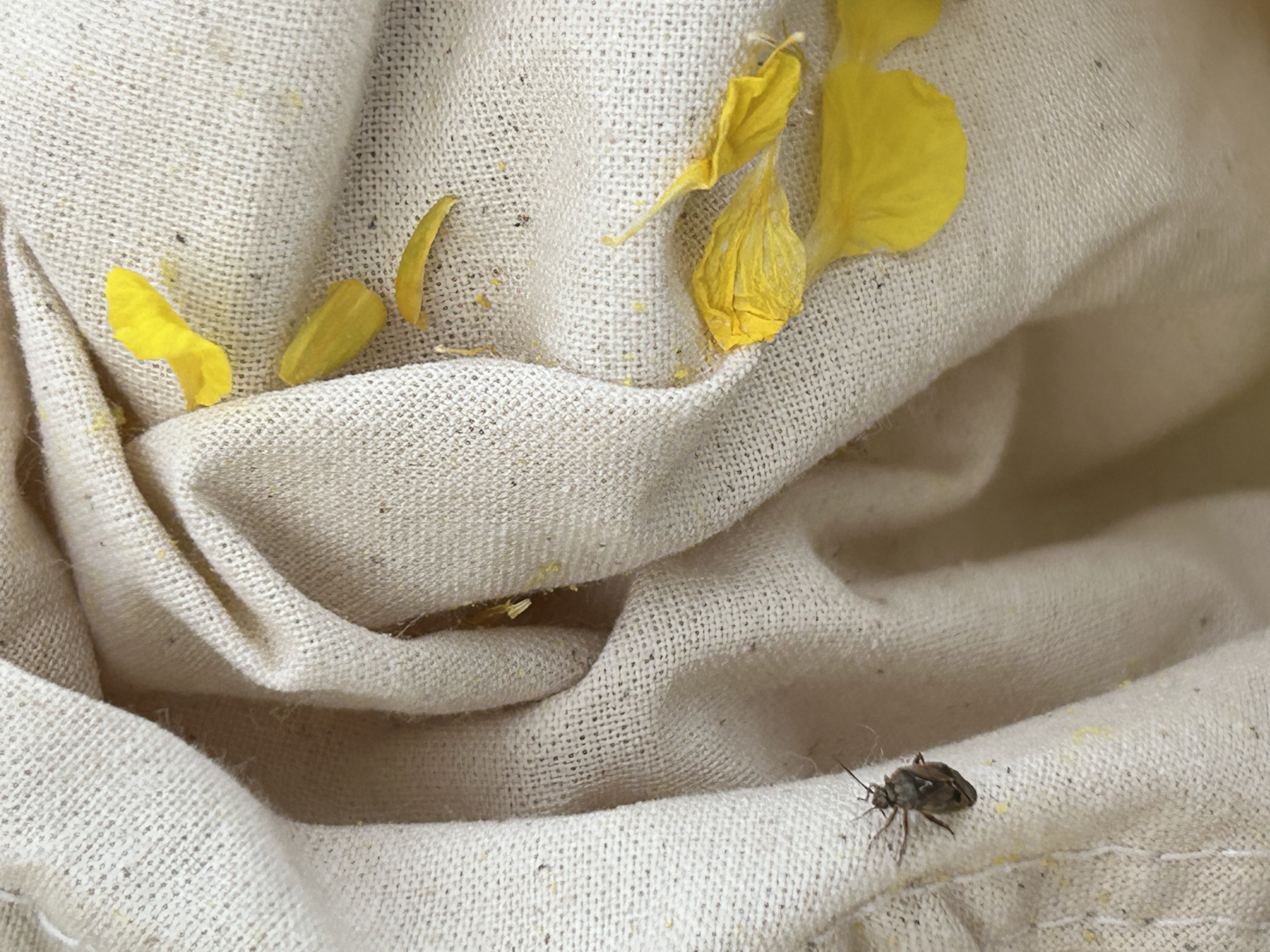 Michigan canola crop hits flowering - Field Crops