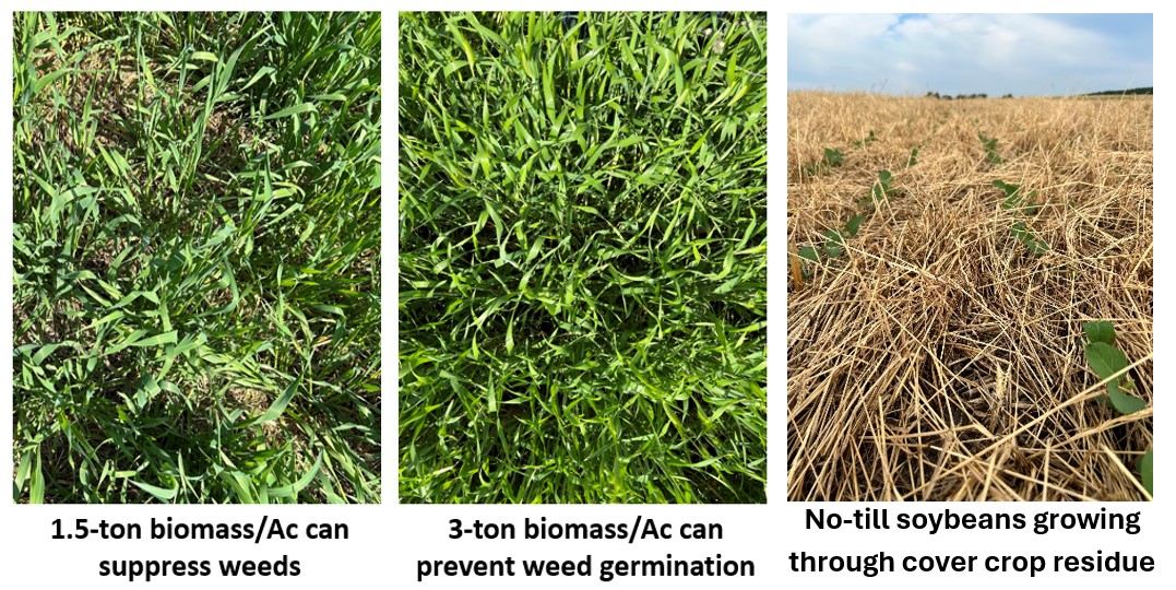 Want to know how your cover crop is performing? It’s all about the ...