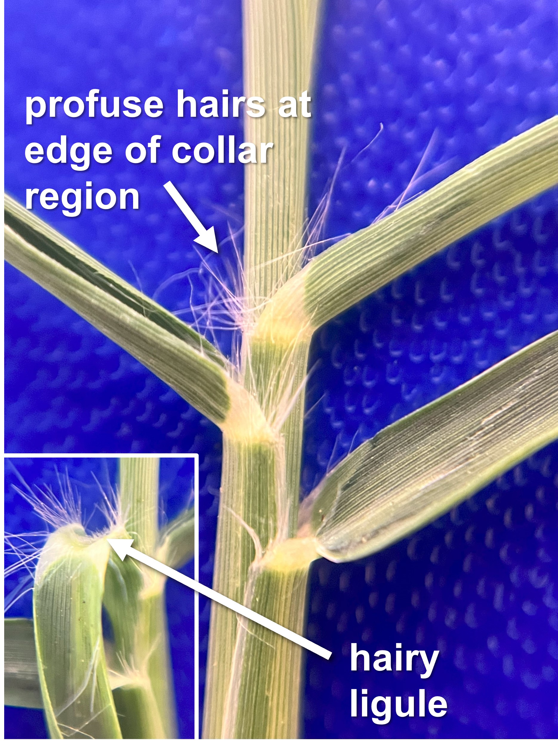 Pain in the grass: Bermudagrass - Plant & Pest Diagnostics