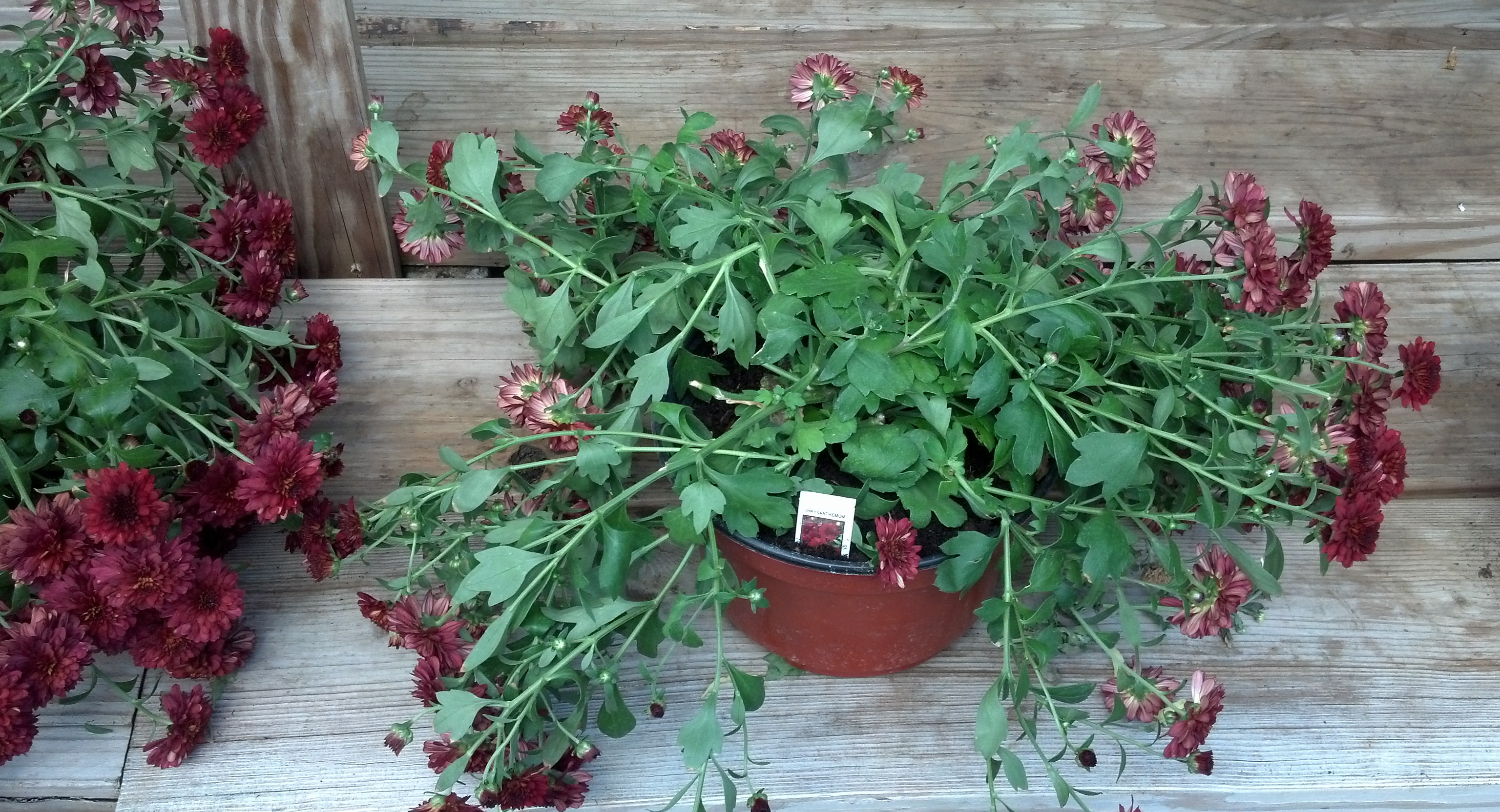 Navigating temperature and timing challenges in garden mum production ...