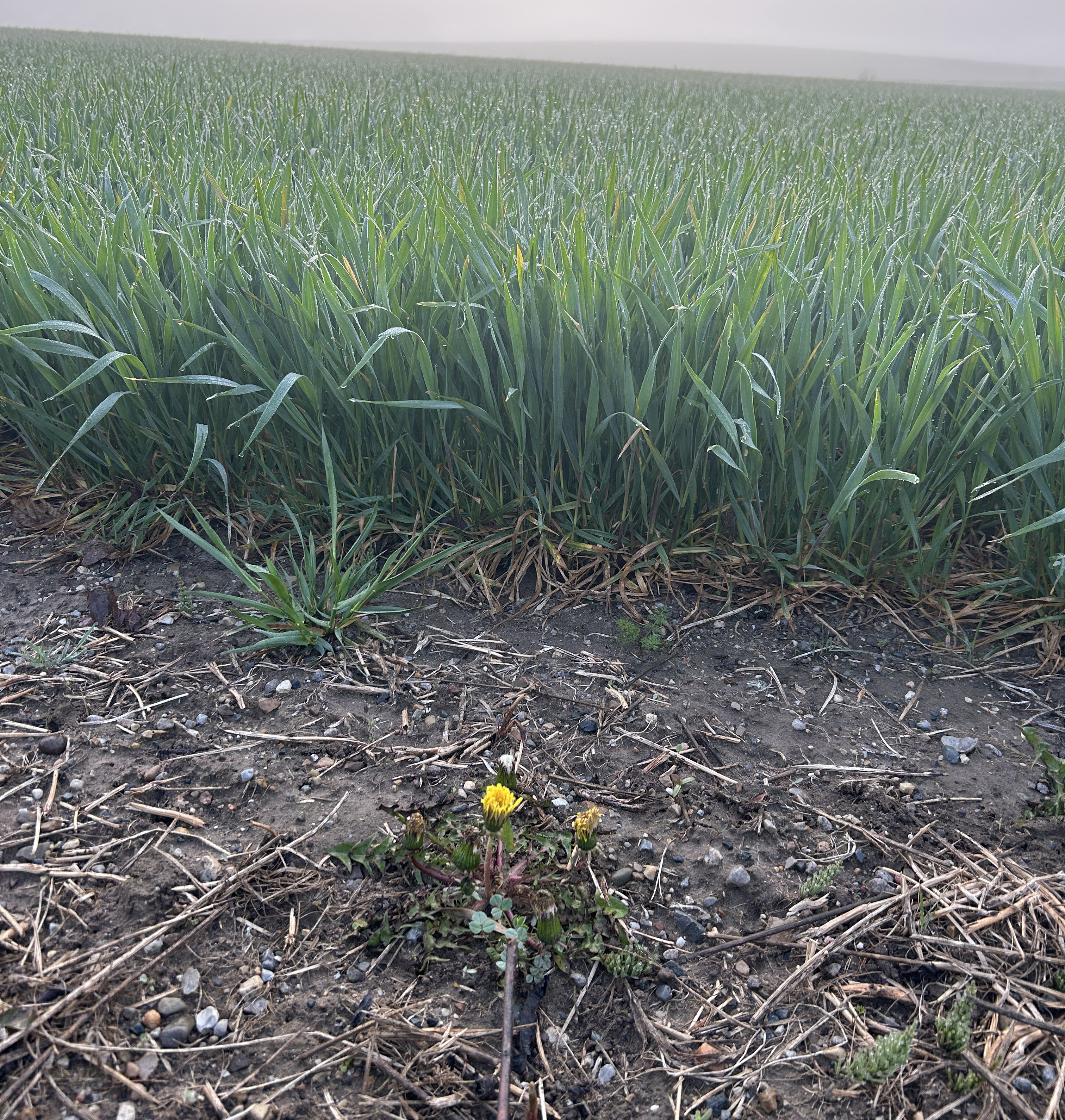 Wheat Watchers week of May 5, 2025 - Field Crops