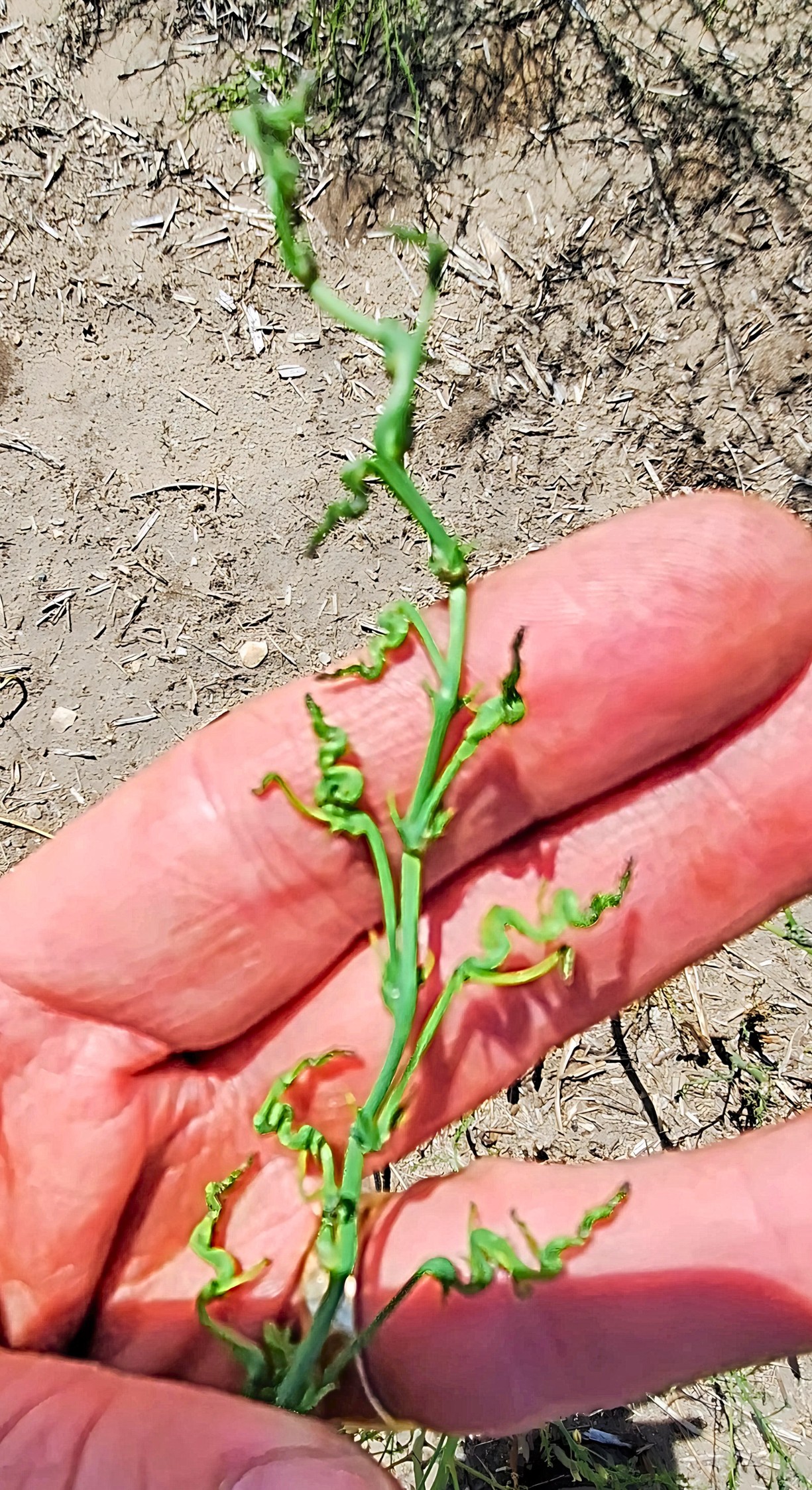 Auxin herbicide injury in asparagus creates twists and turns - Vegetables