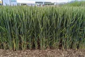Wheat Agronomy - Wheat Agronomy