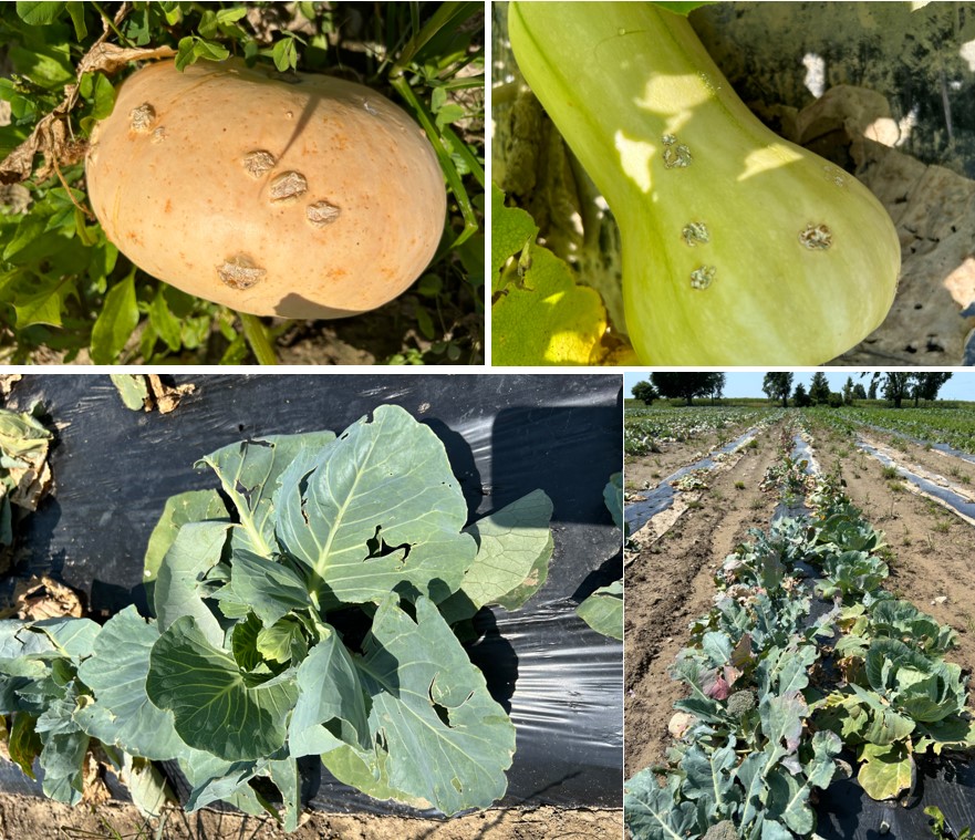 Michigan vegetable crop report – July 31, 2024 - Vegetables
