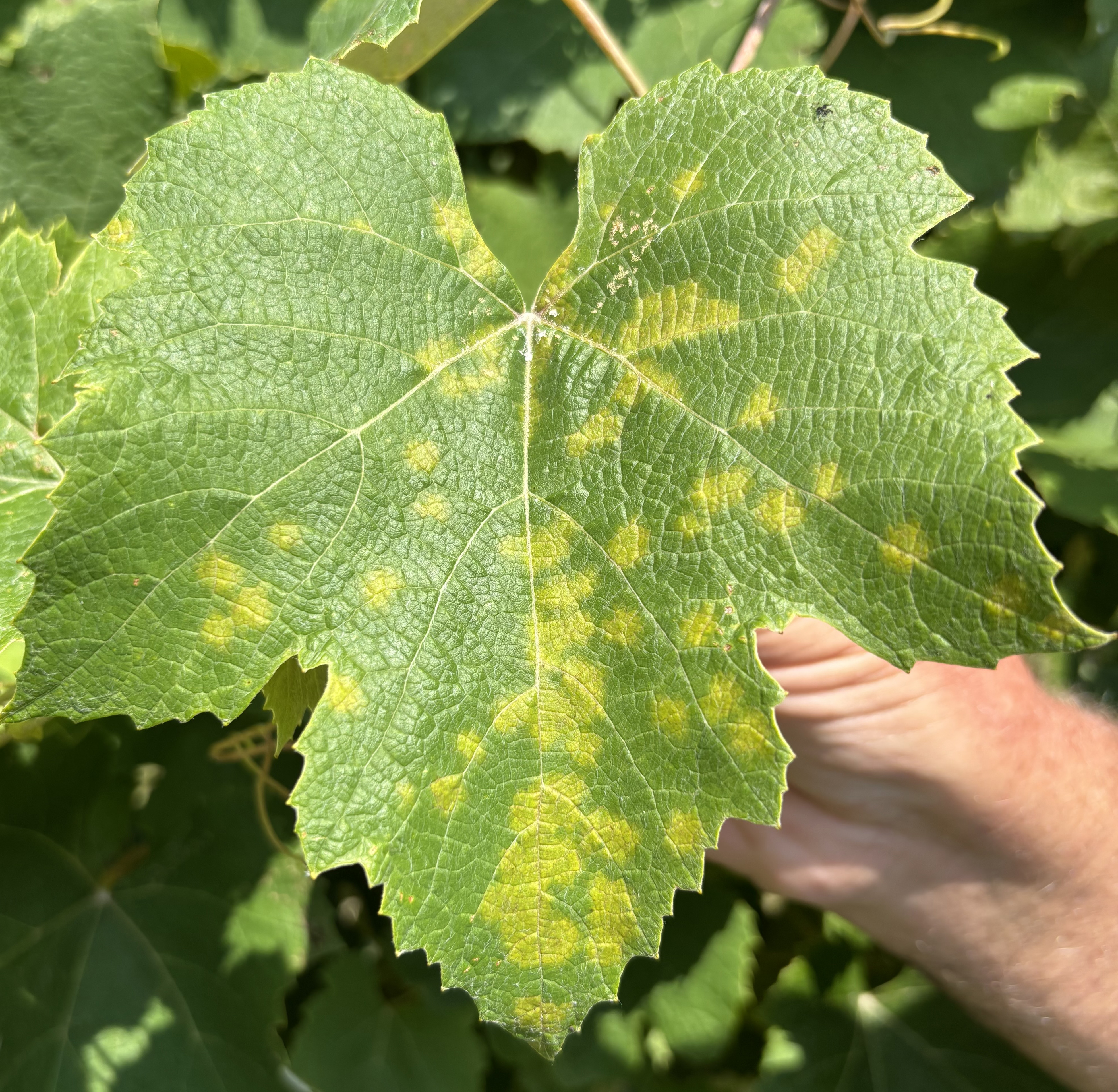 Michigan grape scouting report – July 16, 2025 - Grapes