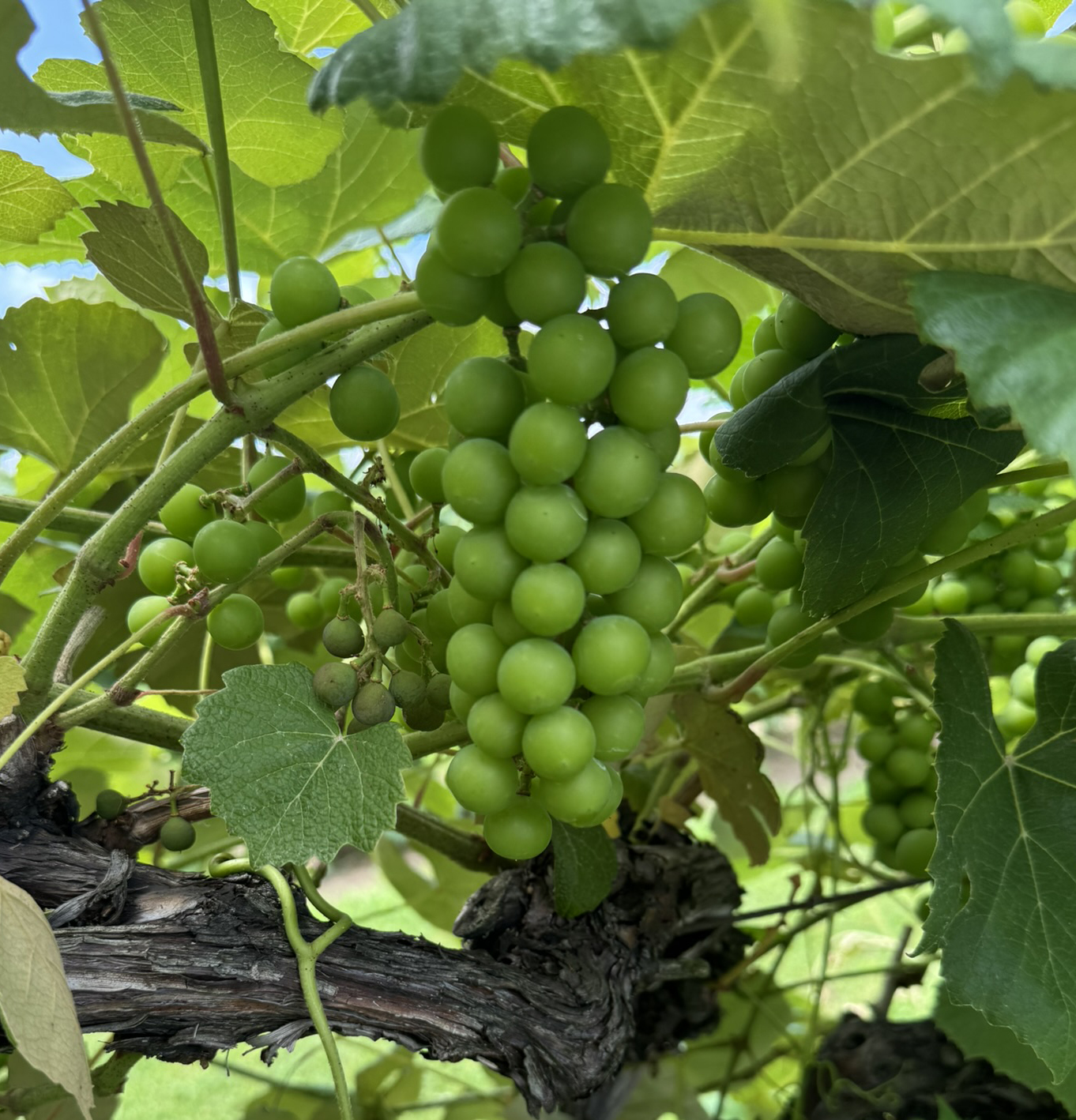 Michigan grape scouting report – July 16, 2025 - Grapes