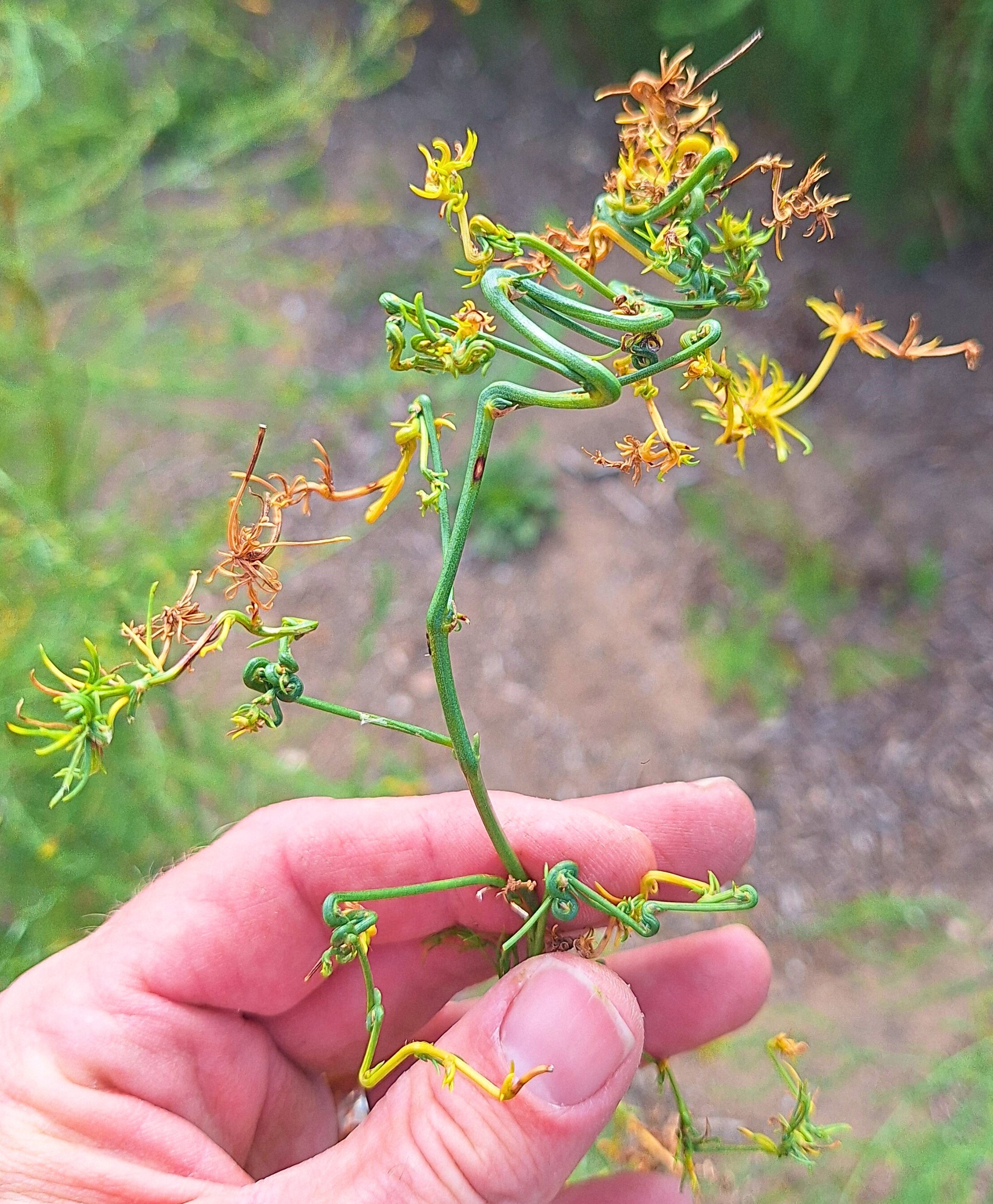 Auxin herbicide injury in asparagus creates twists and turns - Vegetables