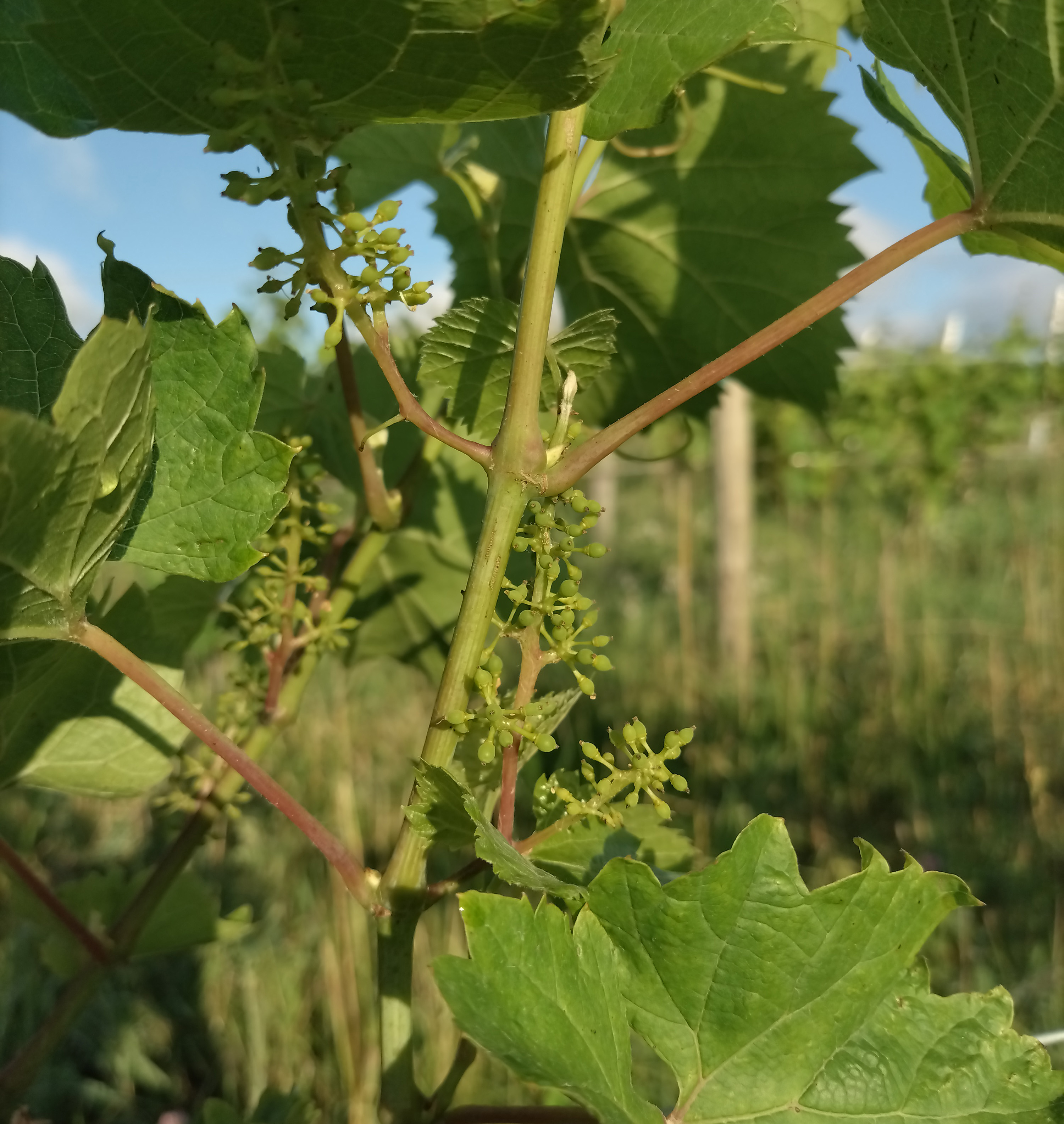Michigan grape scouting report – July 2, 2025 - Grapes