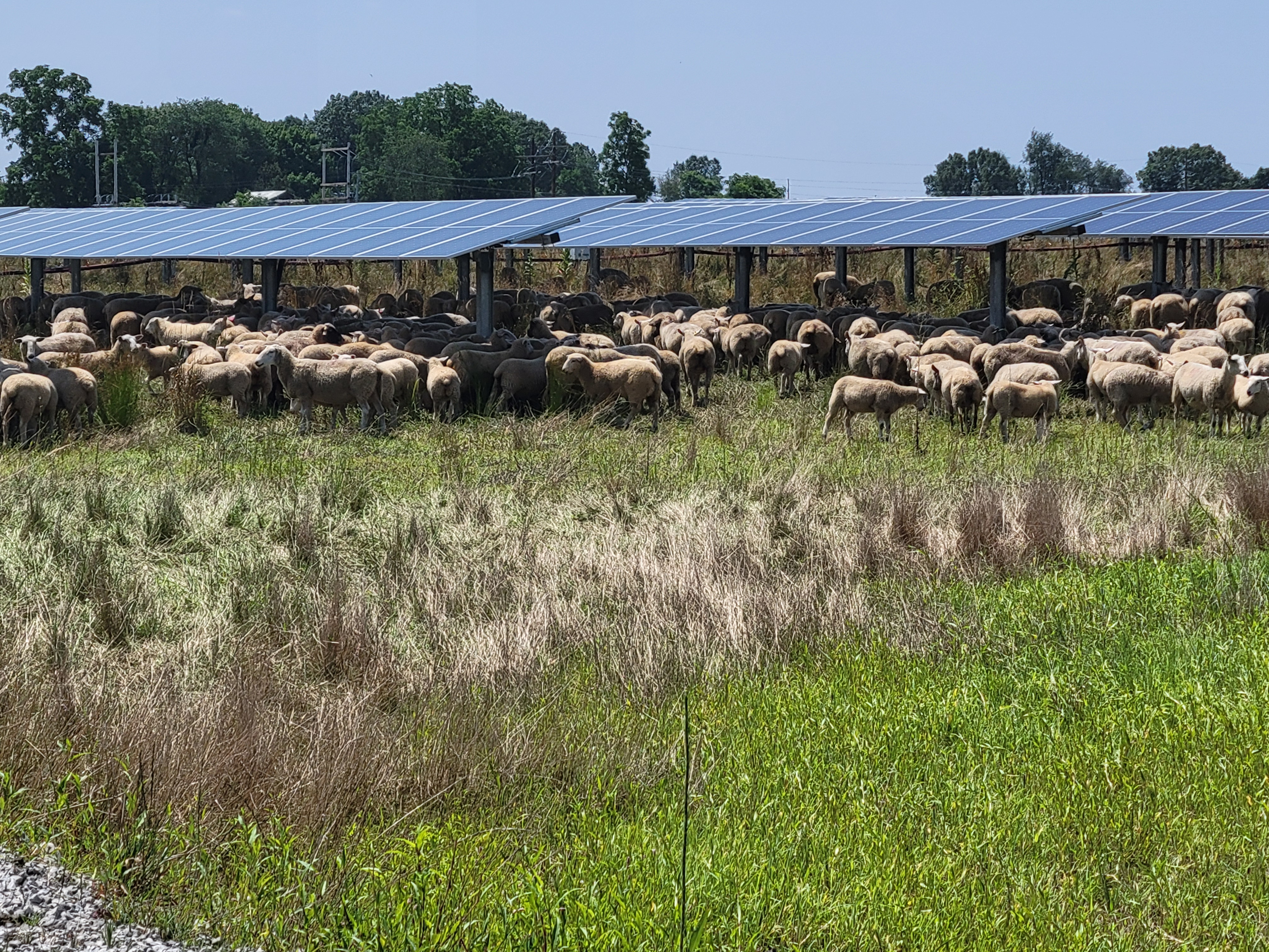 Farming in the solar future - MI Ag Ideas to Grow With