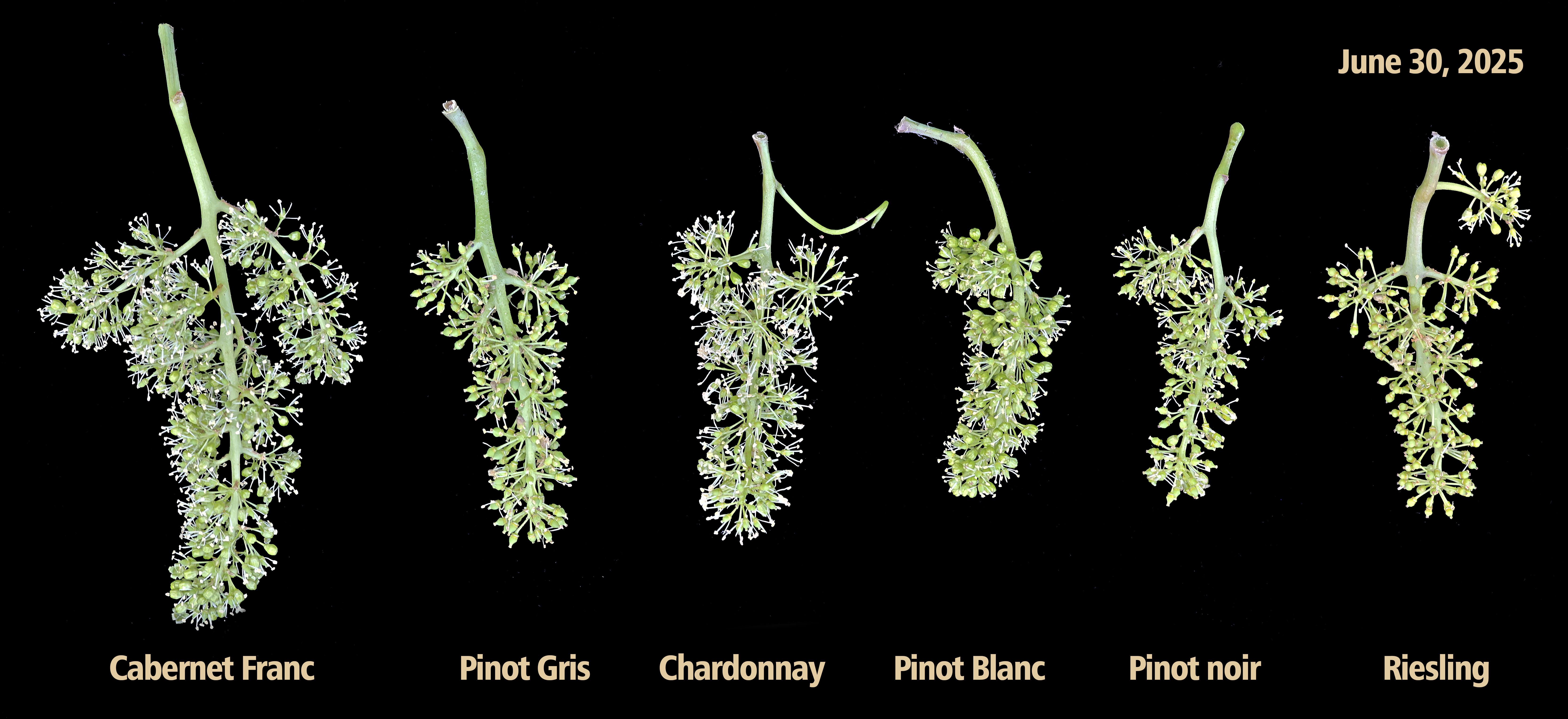 Michigan grape scouting report – July 2, 2025 - Grapes
