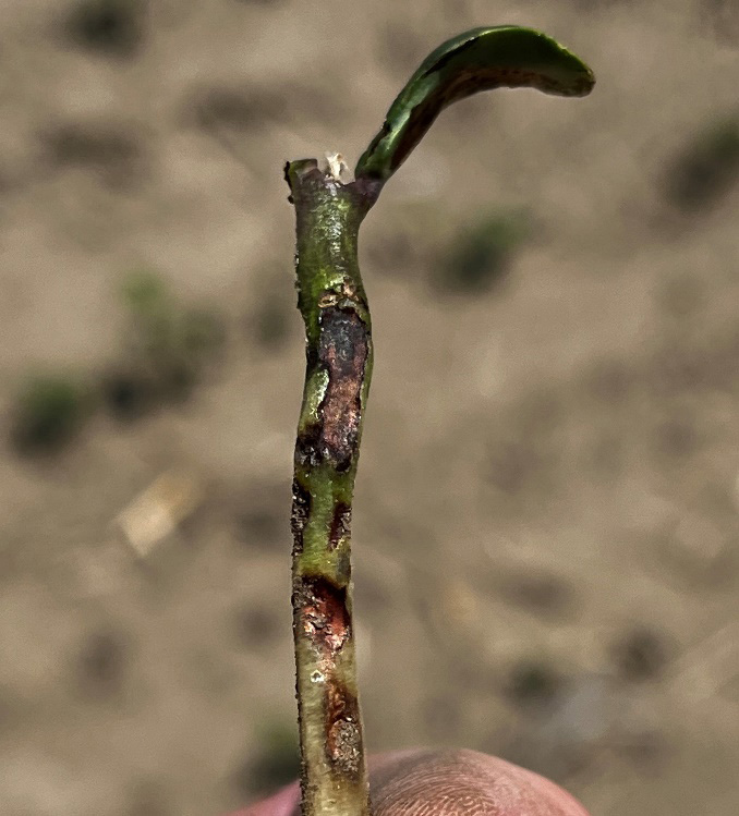 Diagnosing early-season problems in soybeans - Soybeans