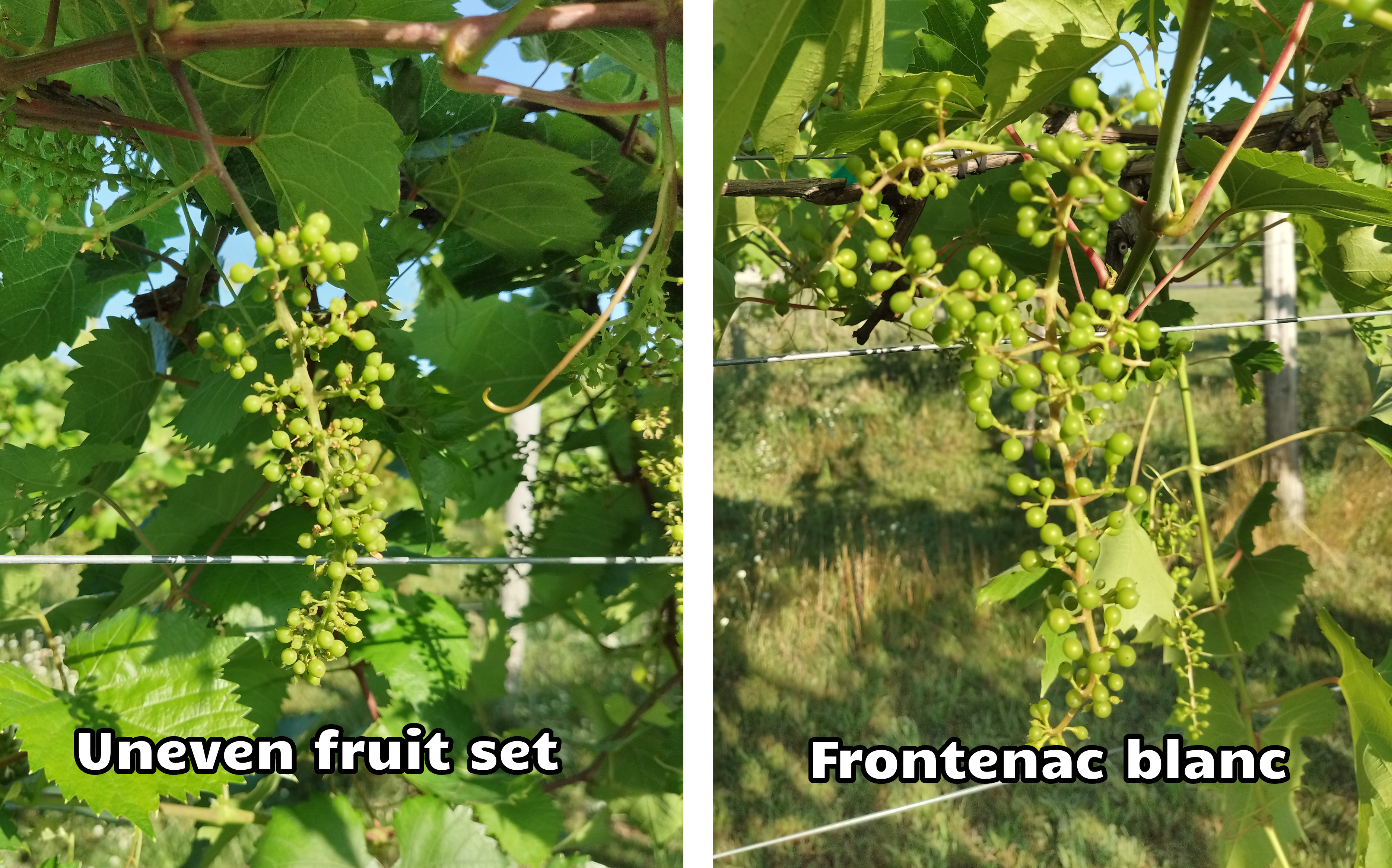 Michigan grape scouting report – July 4, 2024 - Grapes