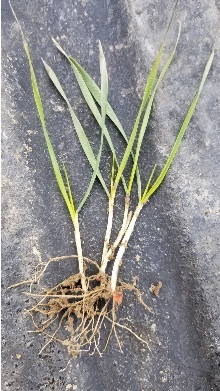 Winter Wheat Staging and Management Guide - Wheat