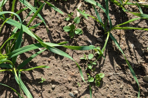 Wheat Weeds - Wheat Weeds