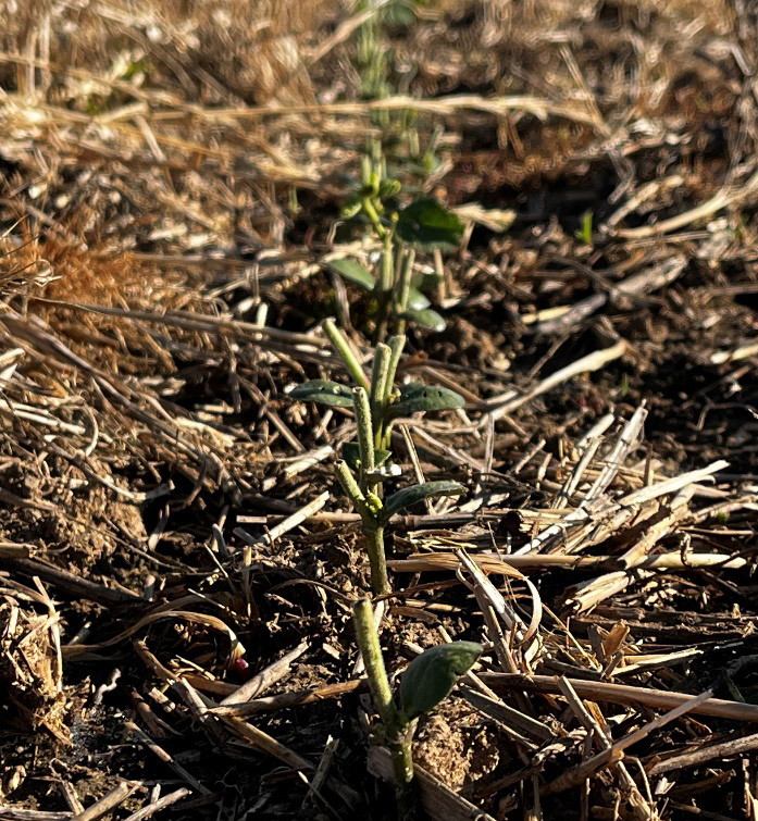 Diagnosing early-season problems in soybeans - Soybeans