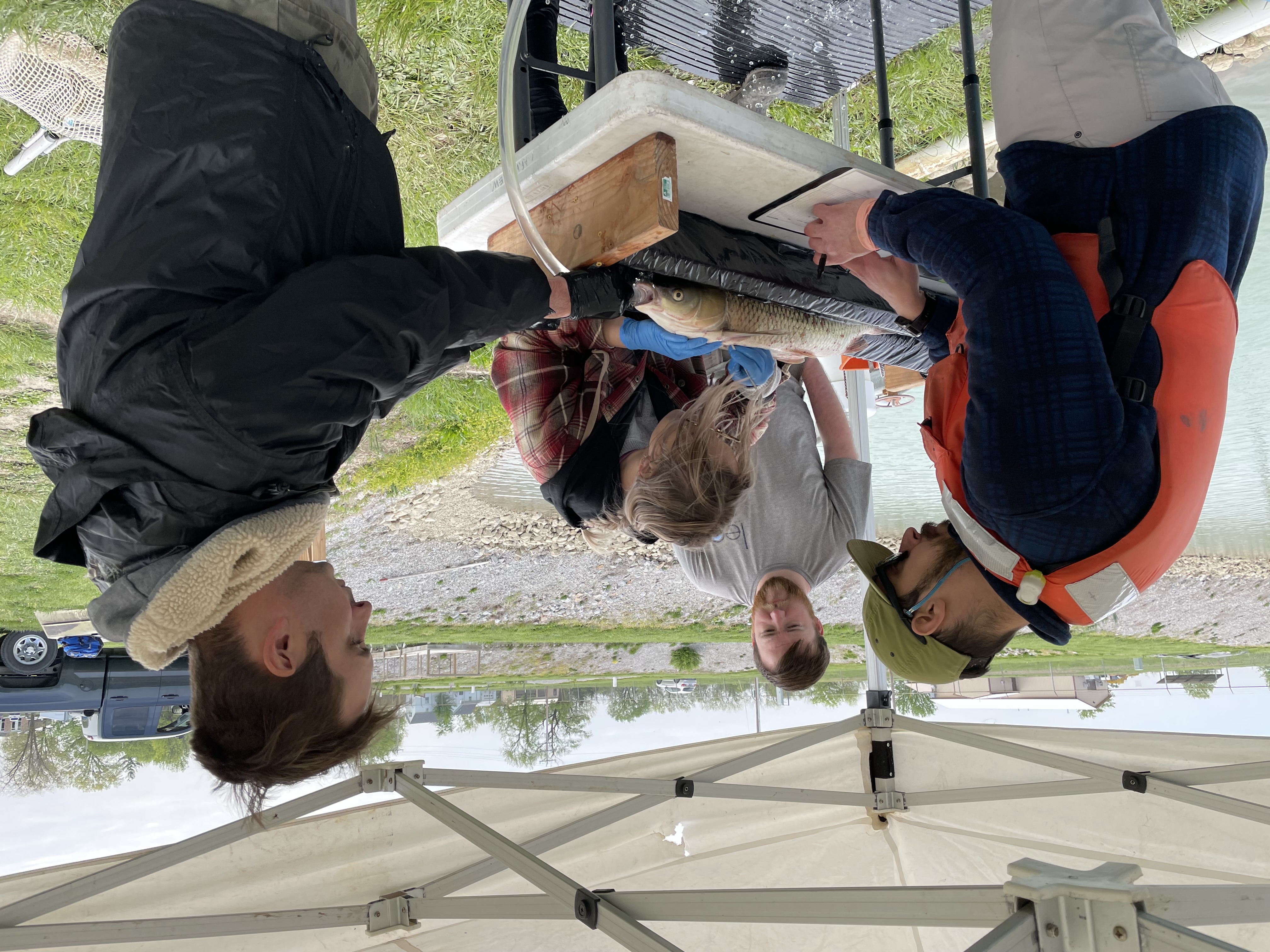 MSU-led research helps safeguard the Great Lakes from invasive grass ...