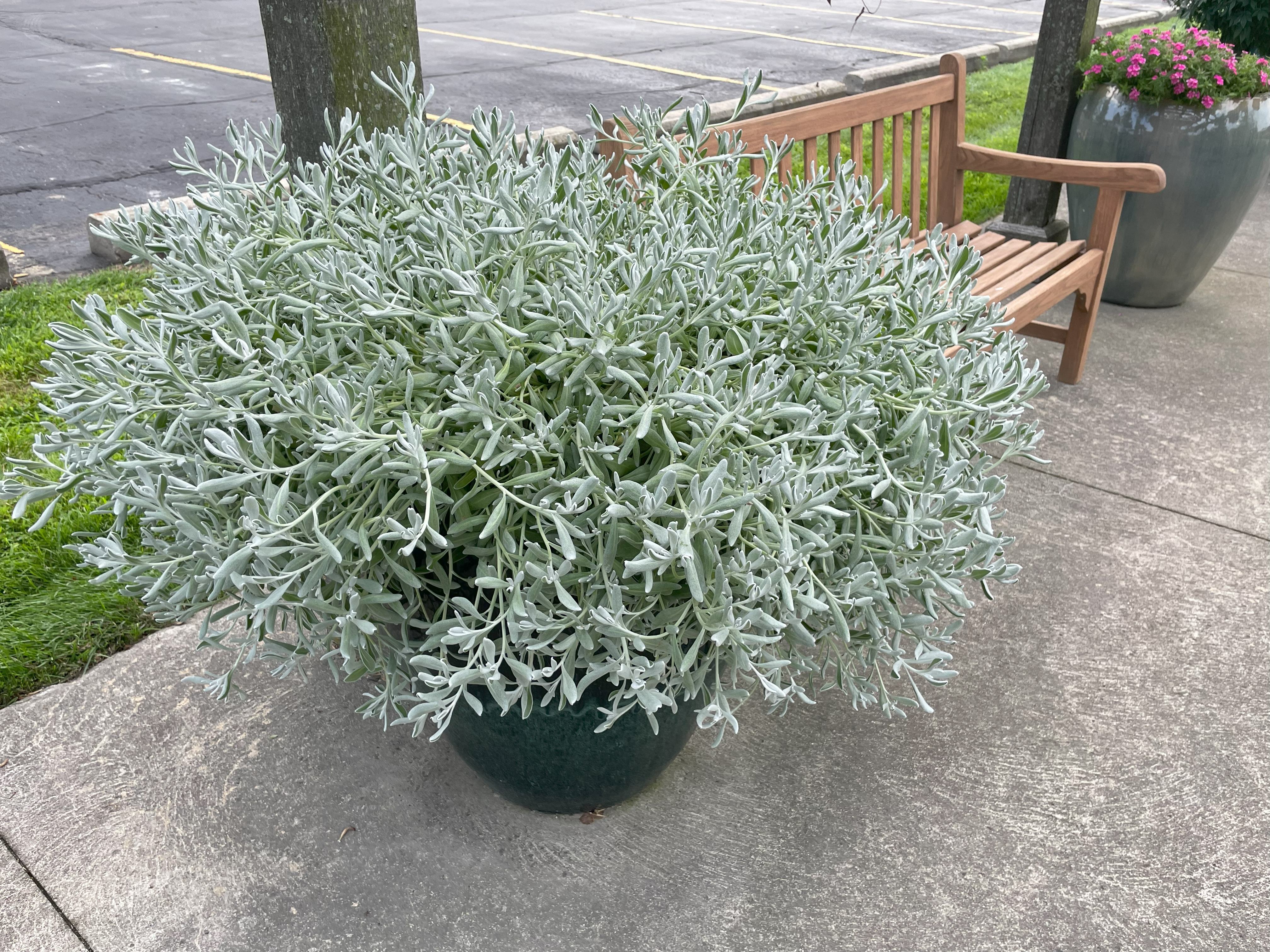 Featured Five 2025: Favorites from Four Star Greenhouses Display ...