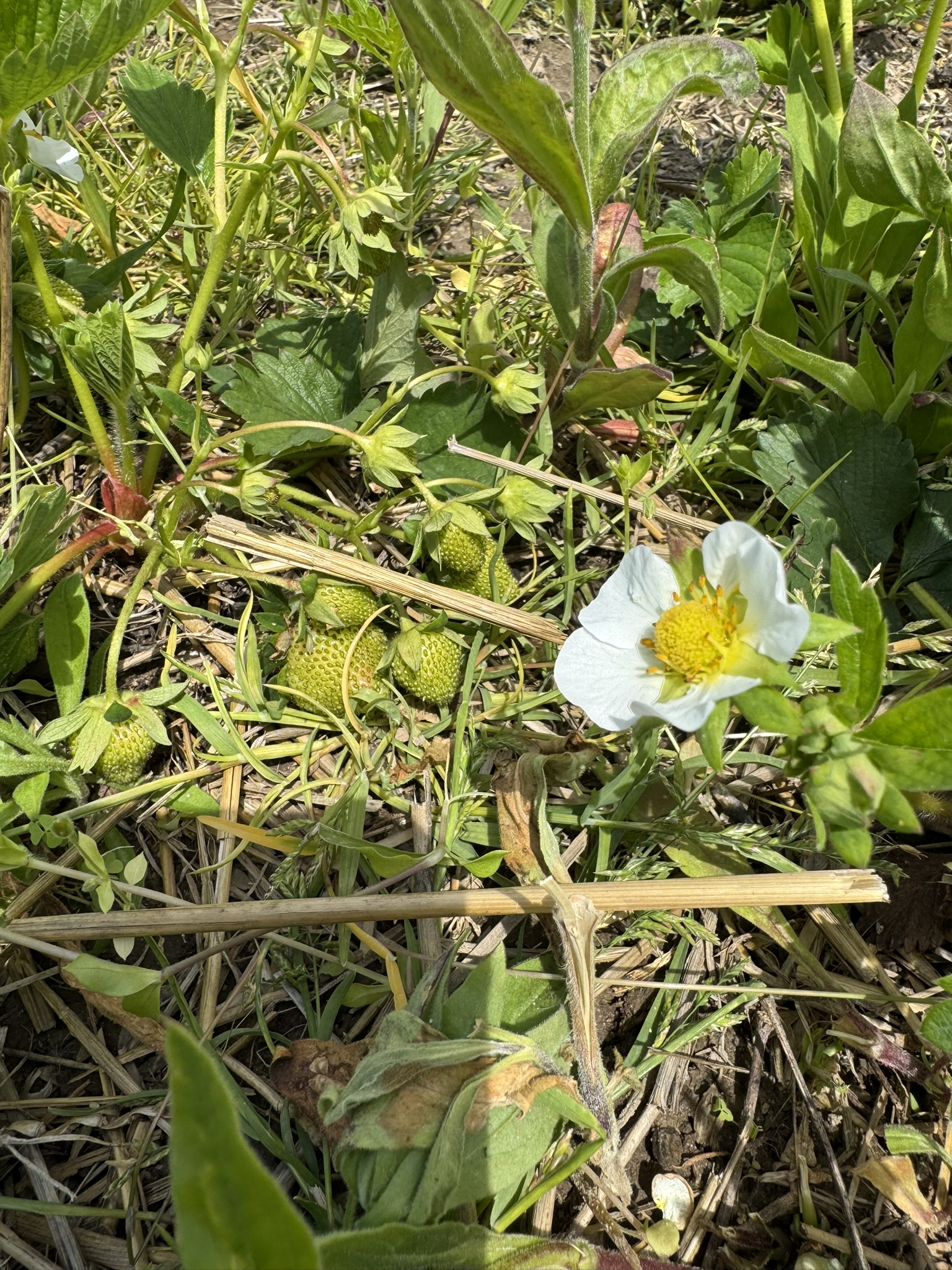 Southeast Michigan fruit update – May 27, 2025 - Fruit & Nuts