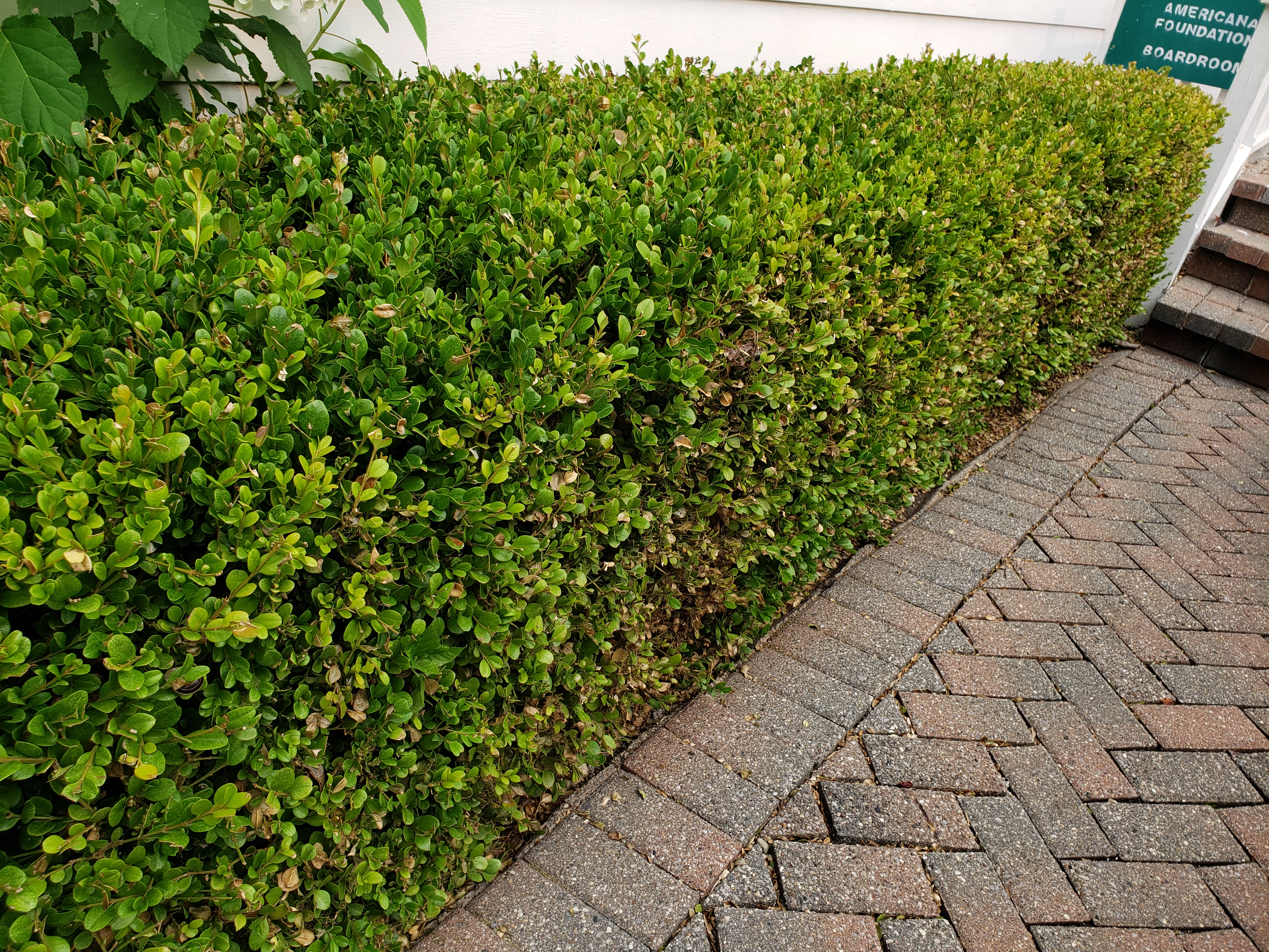 What the box tree moth quarantine means for Michigan homeowners ...