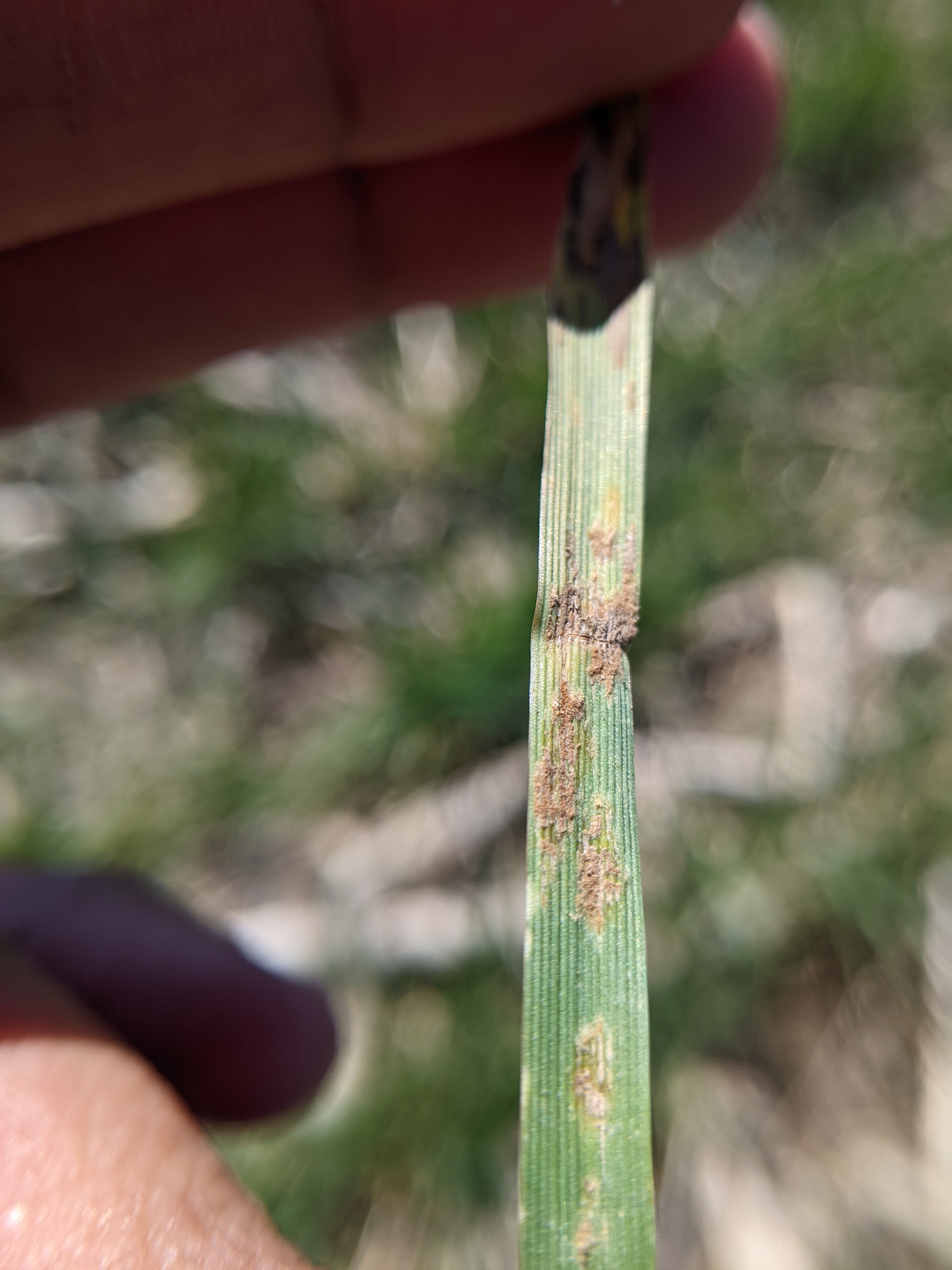 Wheat Watchers week of April 14, 2025 - Field Crops