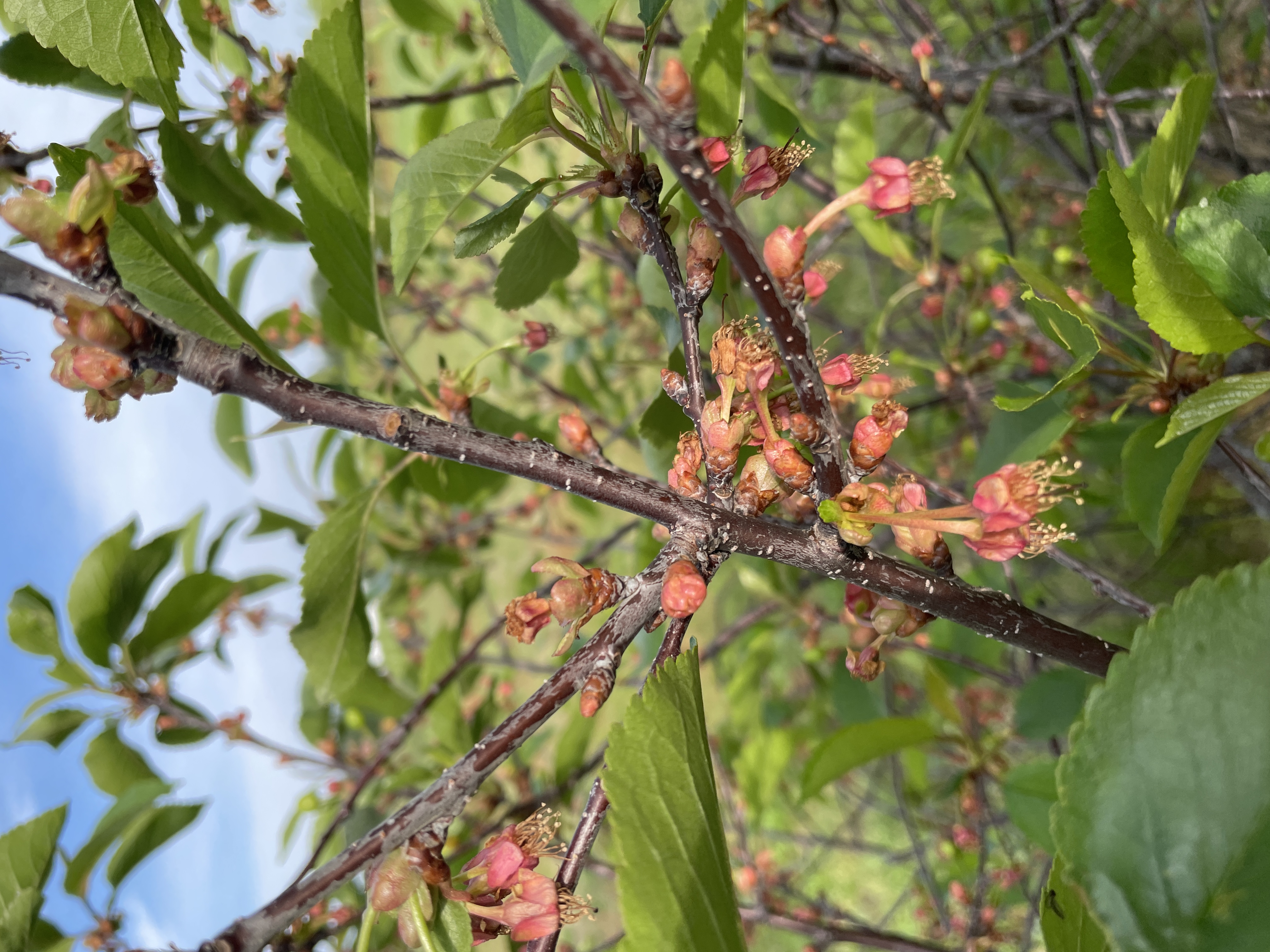 Southwest Michigan fruit update – May 7, 2024 - Fruit & Nuts