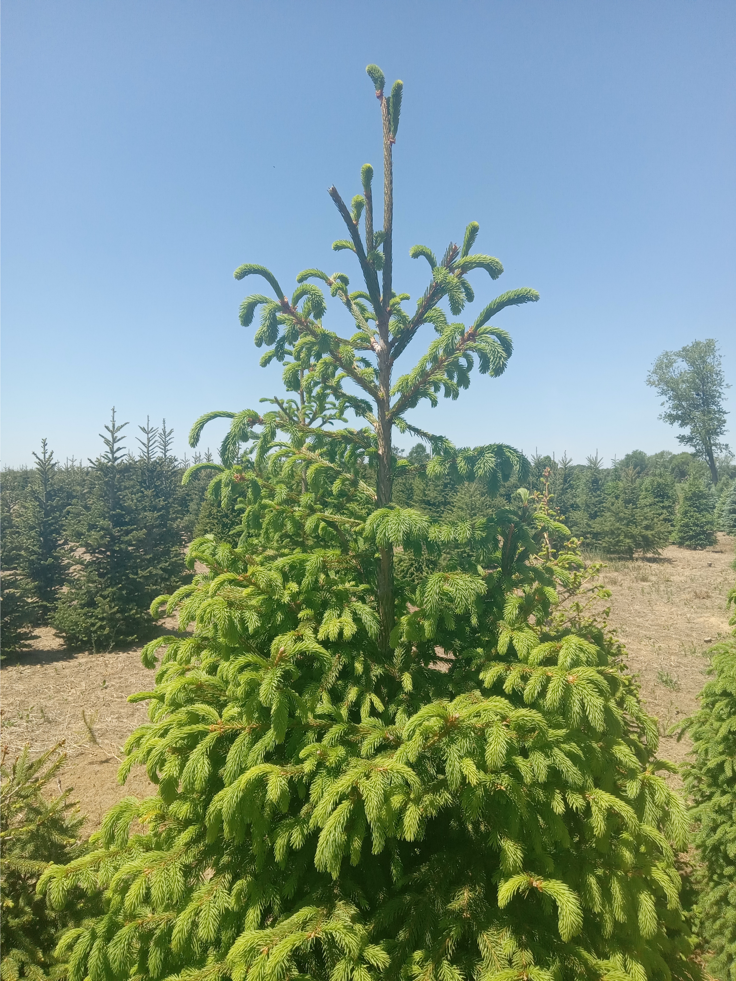 Christmas tree irrigation: When and how much should I irrigate ...