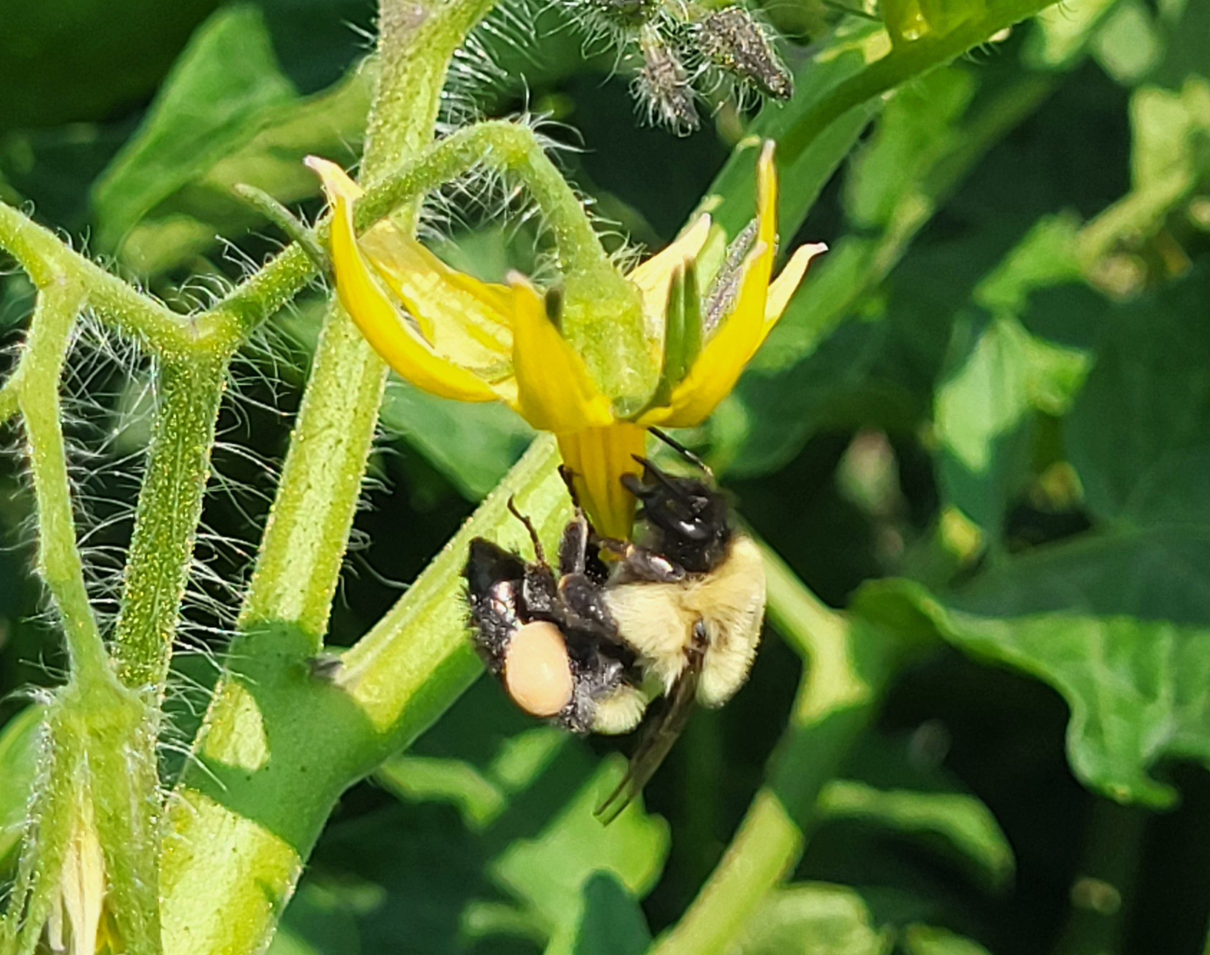 Michigan vegetable crop report – August 6, 2025 - Vegetables