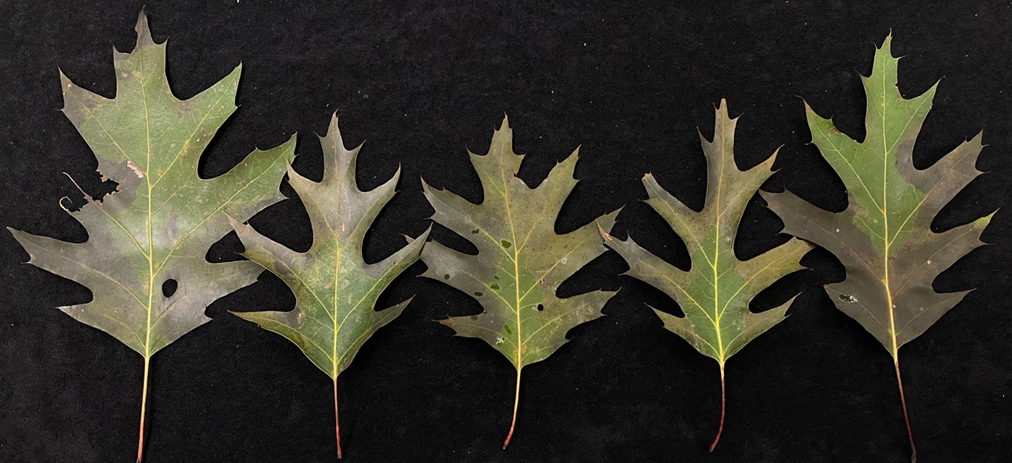 New MSU research puts oak wilt testing within reach of homeowners ...